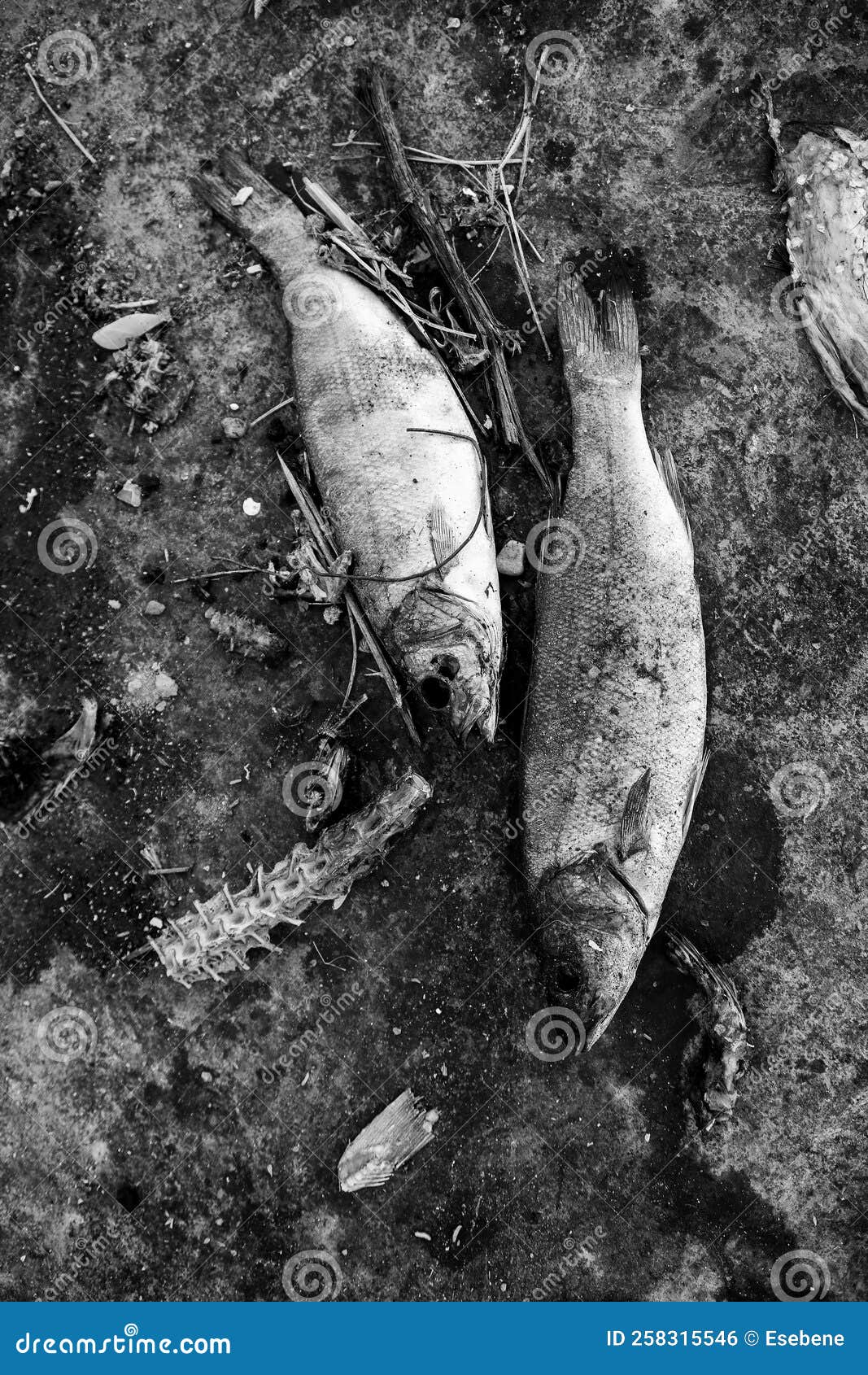 Dried fish in the garbage stock photo. Image of industry - 258315546