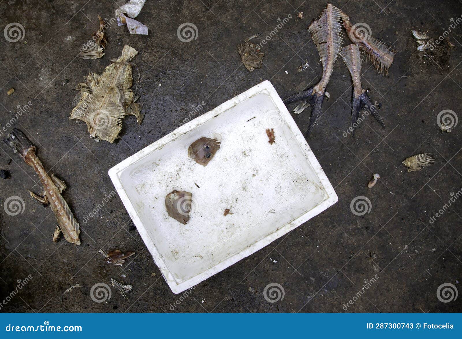 Dried fish in the garbage stock image. Image of problem - 287300743