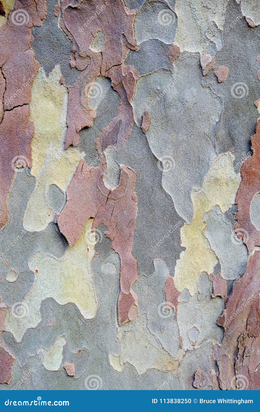 Plane Tree Bark, Natural Camouflage Pattern Editorial Image - Image of ...