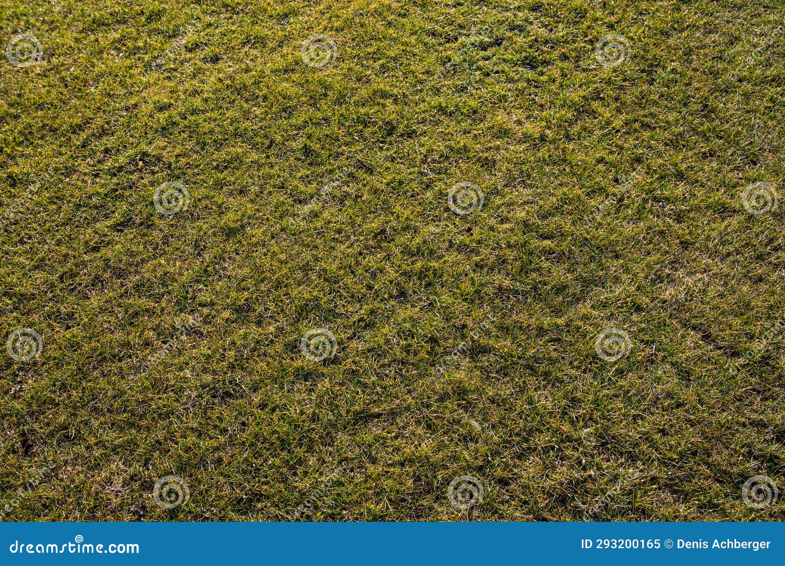 Flat area of green lawn stock image. Image of grow, lawn - 293200165
