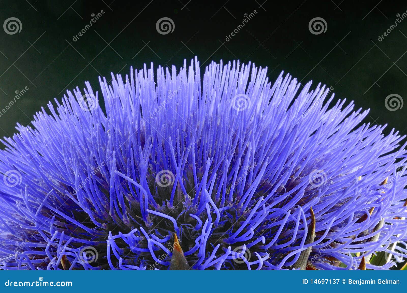 Detail of flower stock image. Image of pistil, plant - 14697137