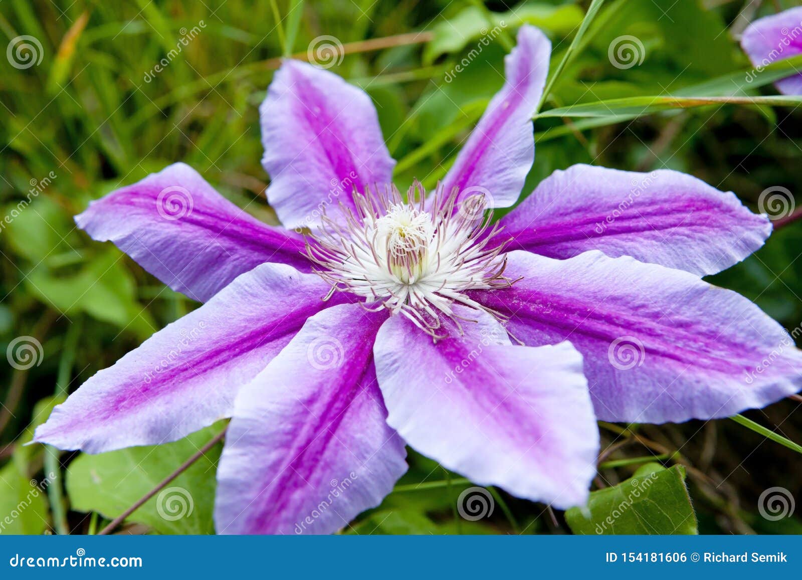 Detail of flower stock photo. Image of flower, plant - 154181606