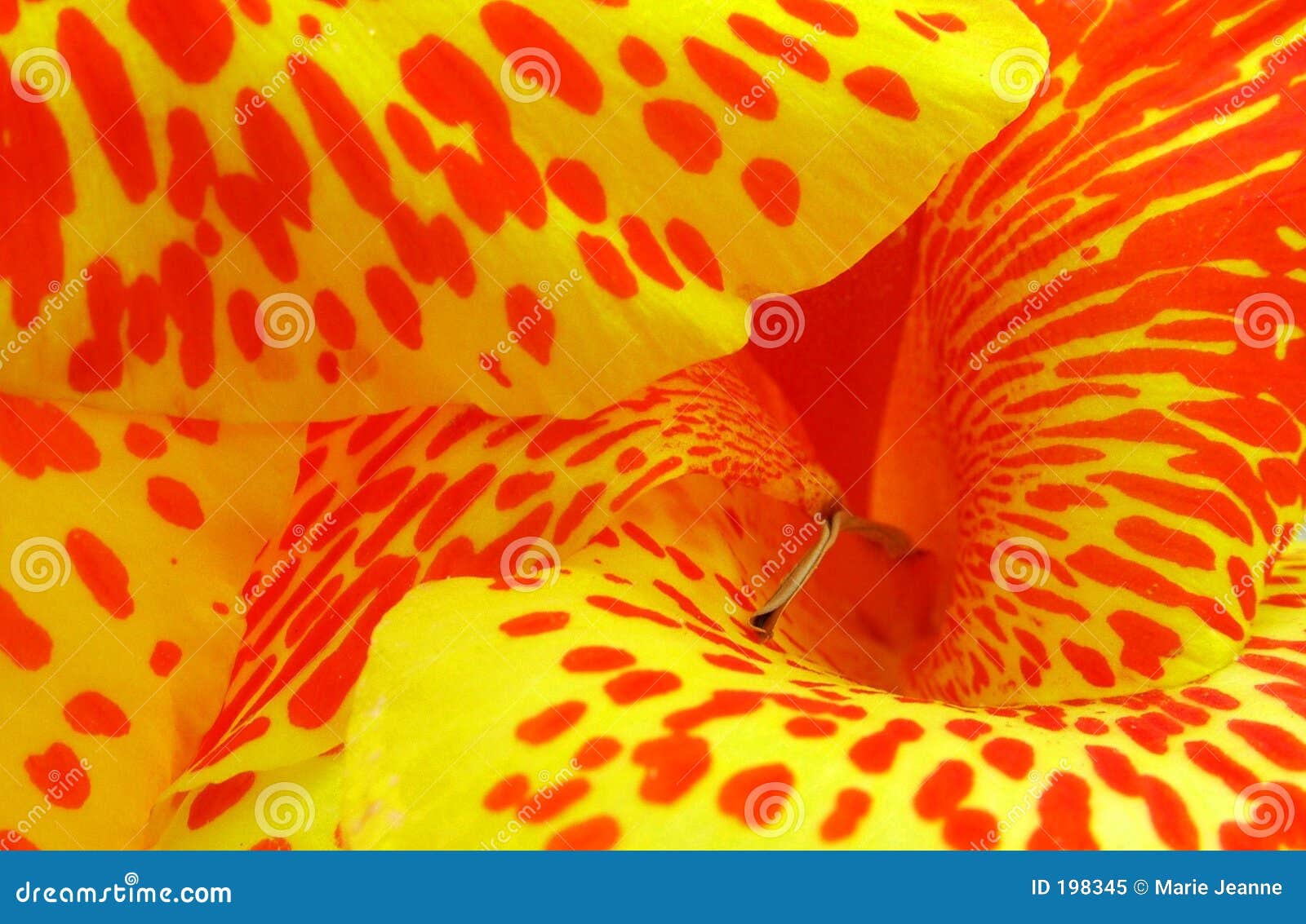 Detail of a Flower stock image. Image of nature, closeup - 198345