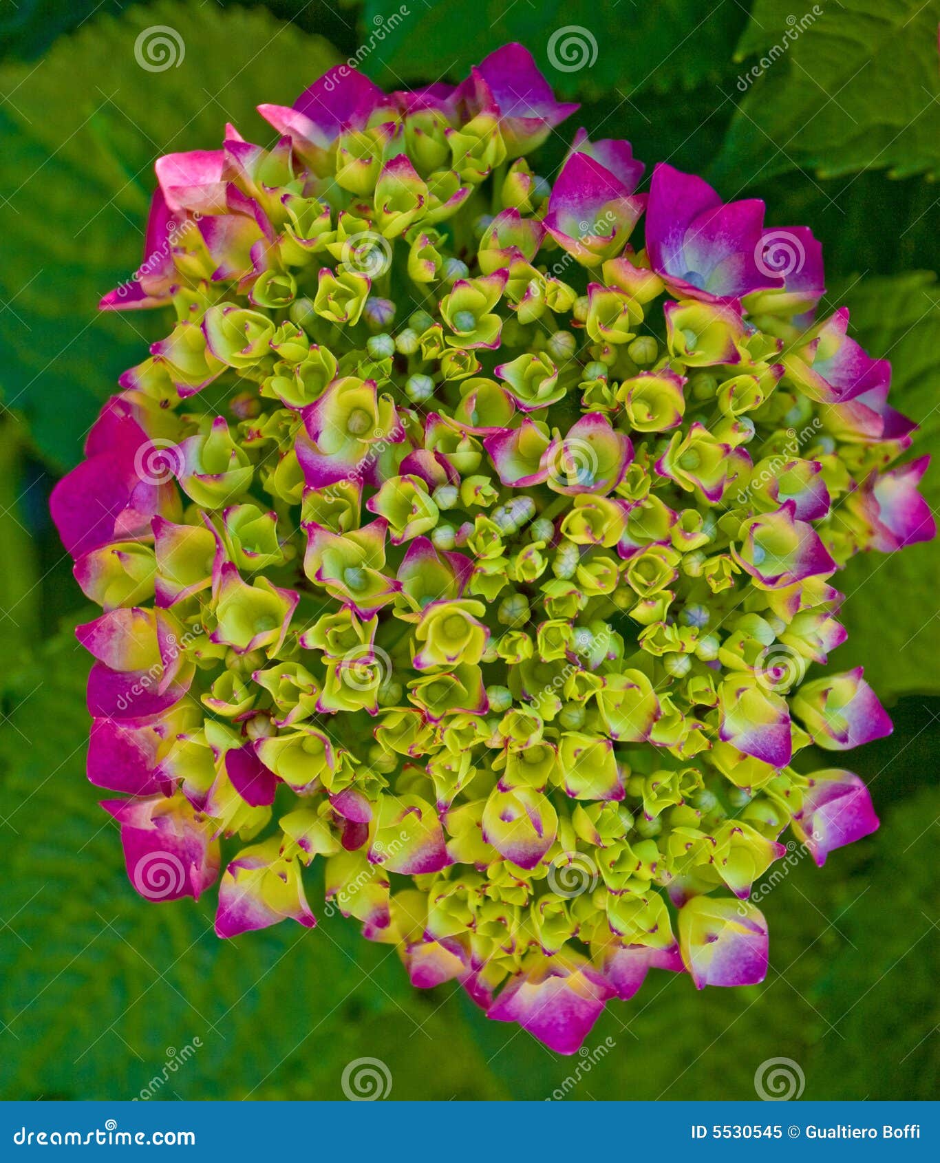 Detail of flower stock image. Image of photosynthesis - 5530545