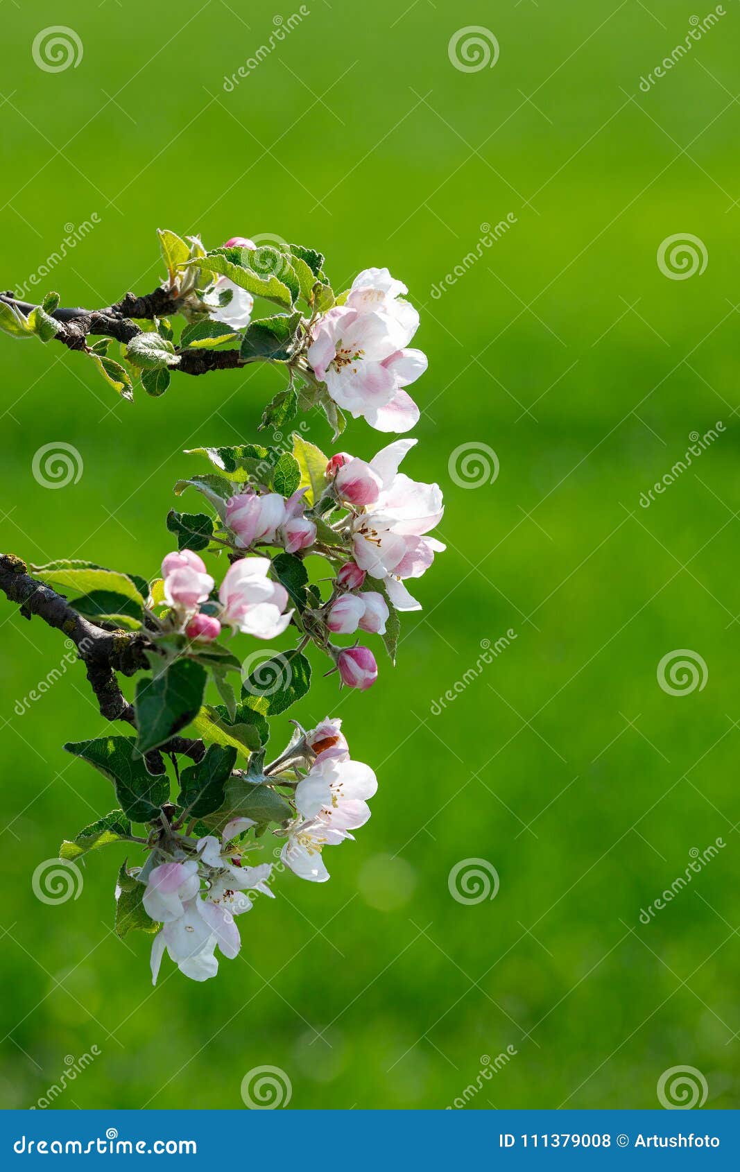 Flowering Apple Tree in Spring Stock Photo - Image of branch, country ...
