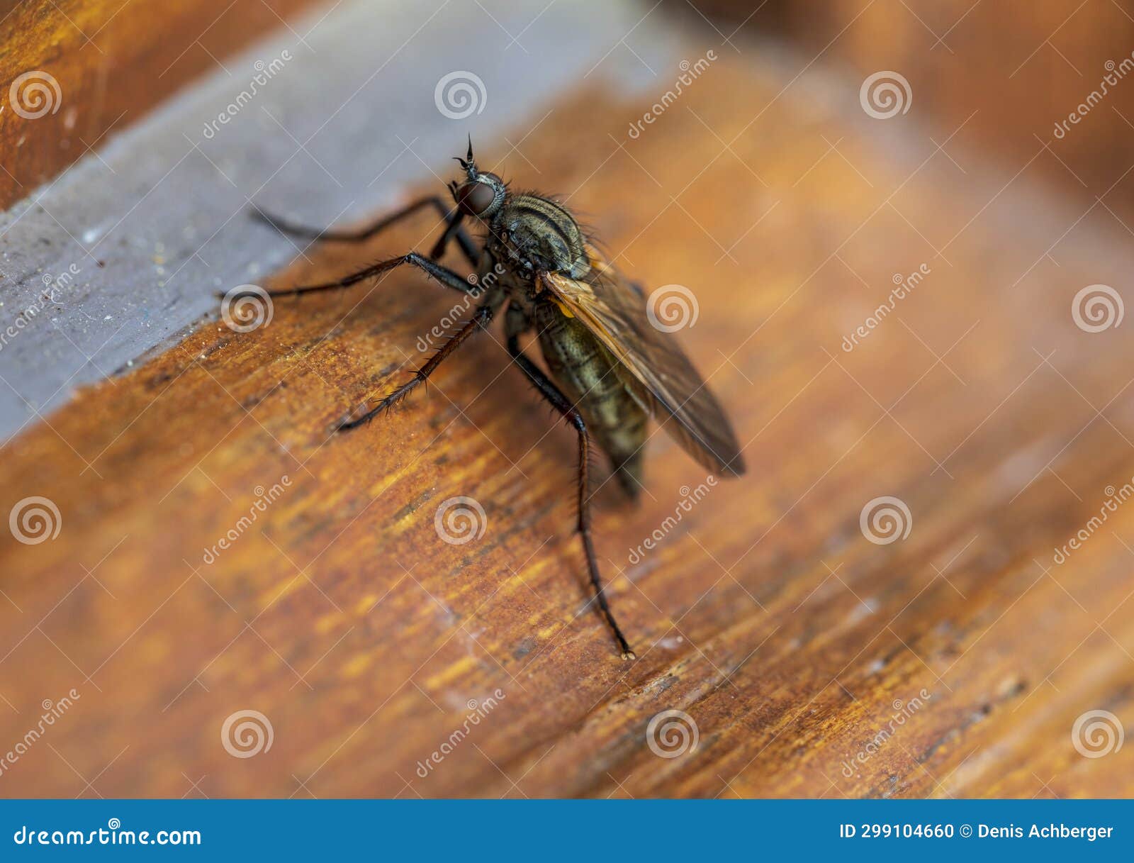 Detail of a Fly Standing on the Ground Stock Photo - Image of ...