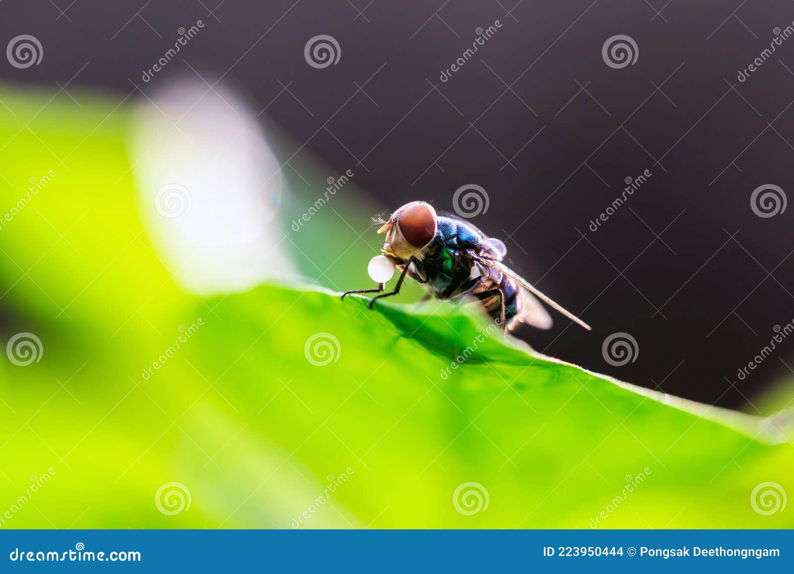 Detail Fly Under the Sunlight Stock Photo - Image of dirty, germ: 223950444