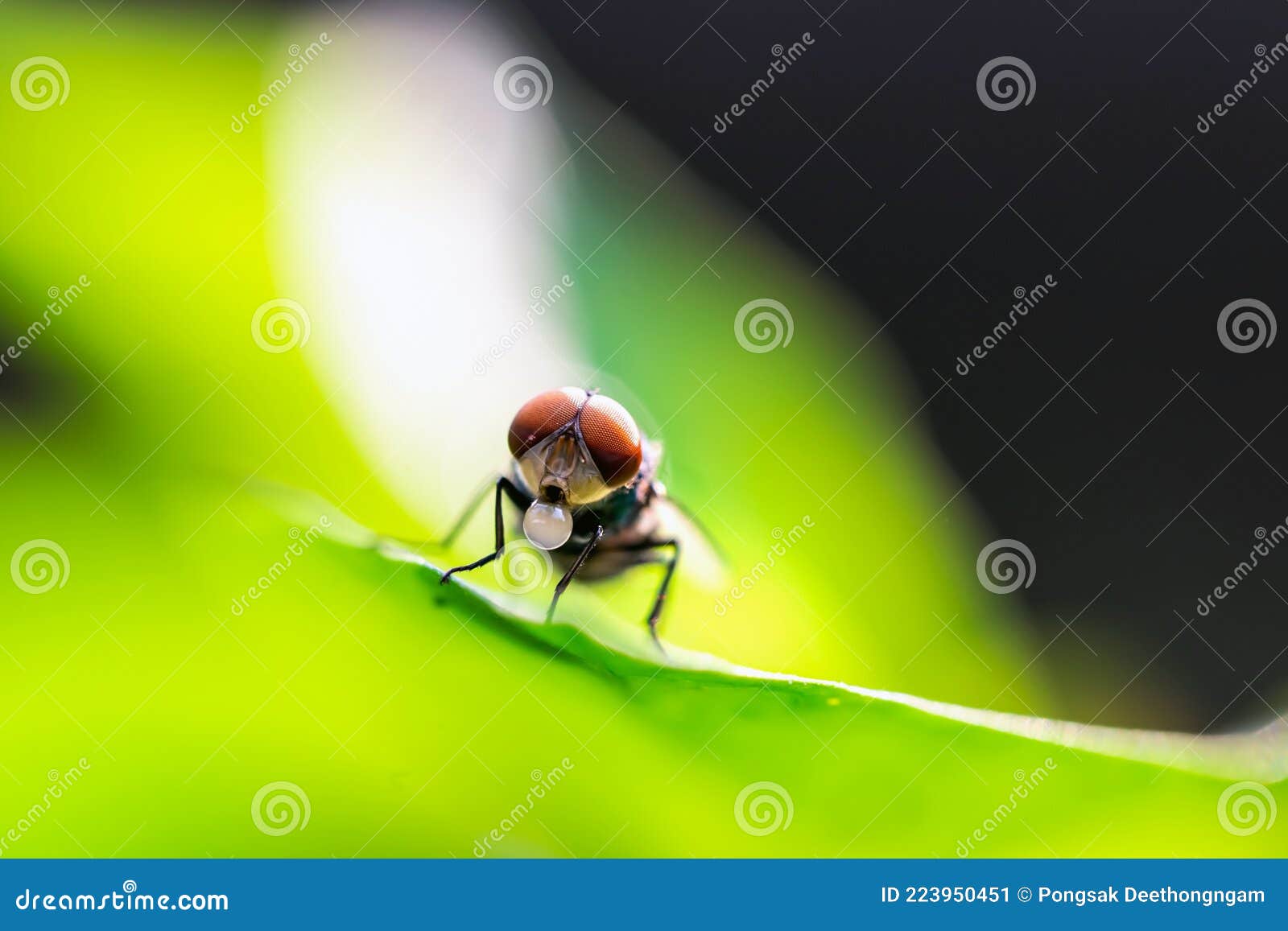 Detail Fly Under the Sunlight Stock Image - Image of insect, germ ...