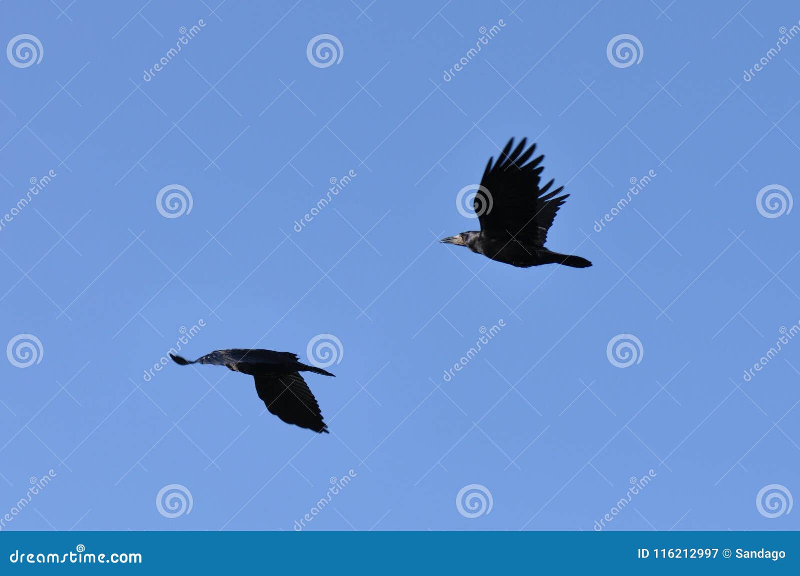 Flying crows stock image. Image of blue, clouds, green - 116212997