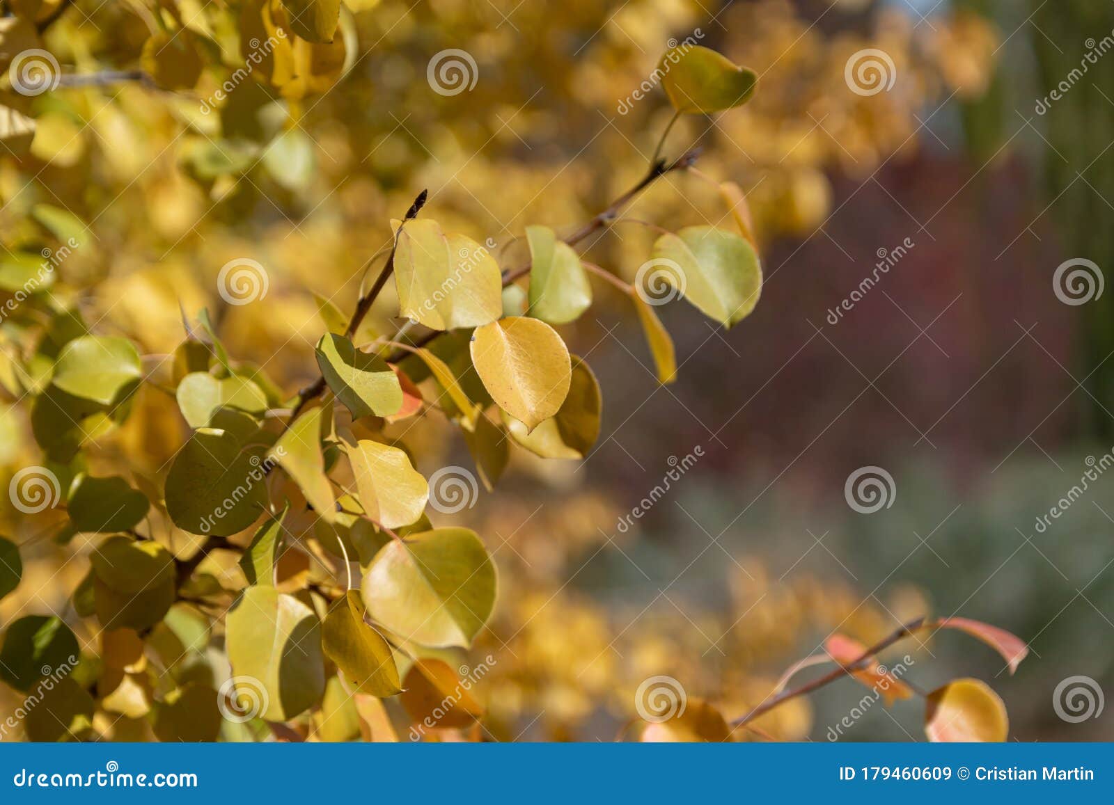 Detail of the Foliage of a Huge Pear Tree in Autumn Stock Image - Image ...