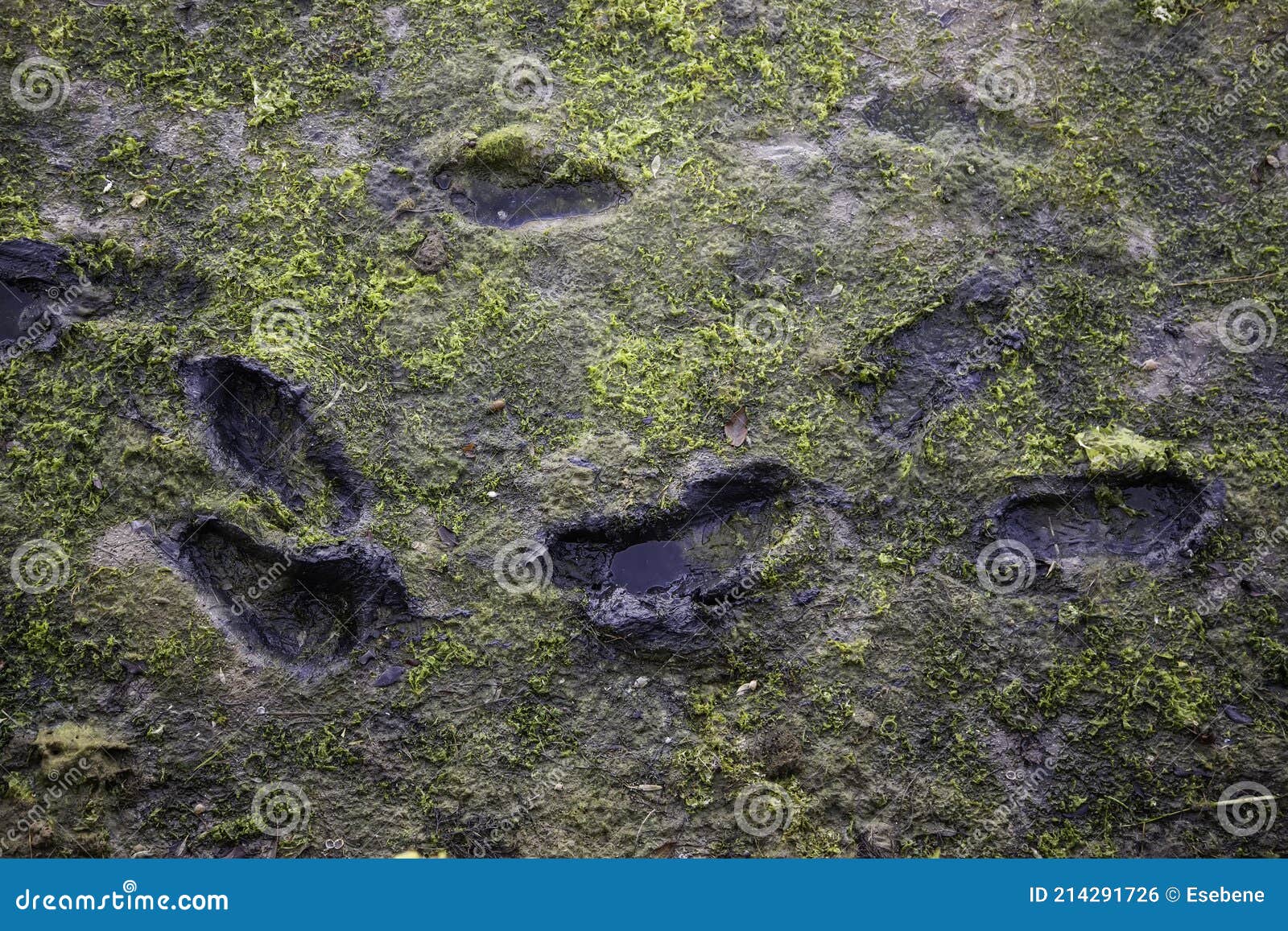 Footprints in the mud stock photo. Image of tracks, liquid - 214291726