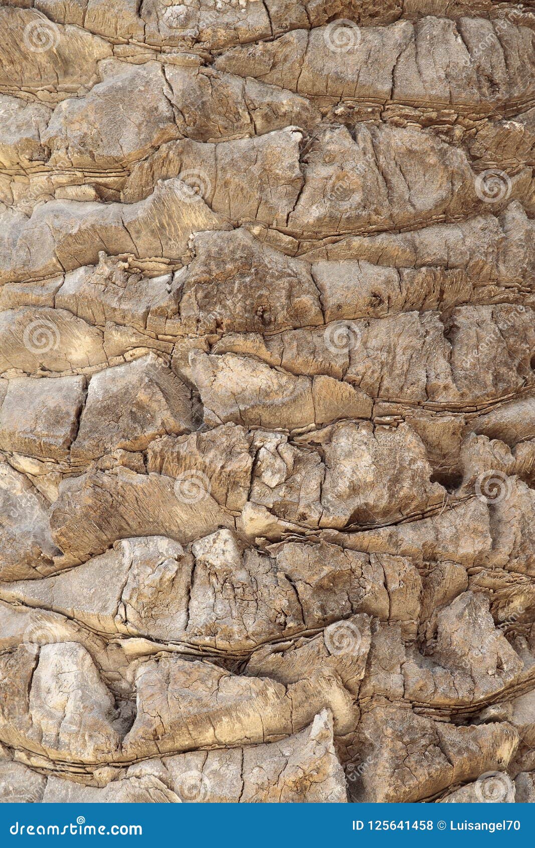 Detail on Foreground of the Cortex of a Palm Tree Stock Photo - Image ...