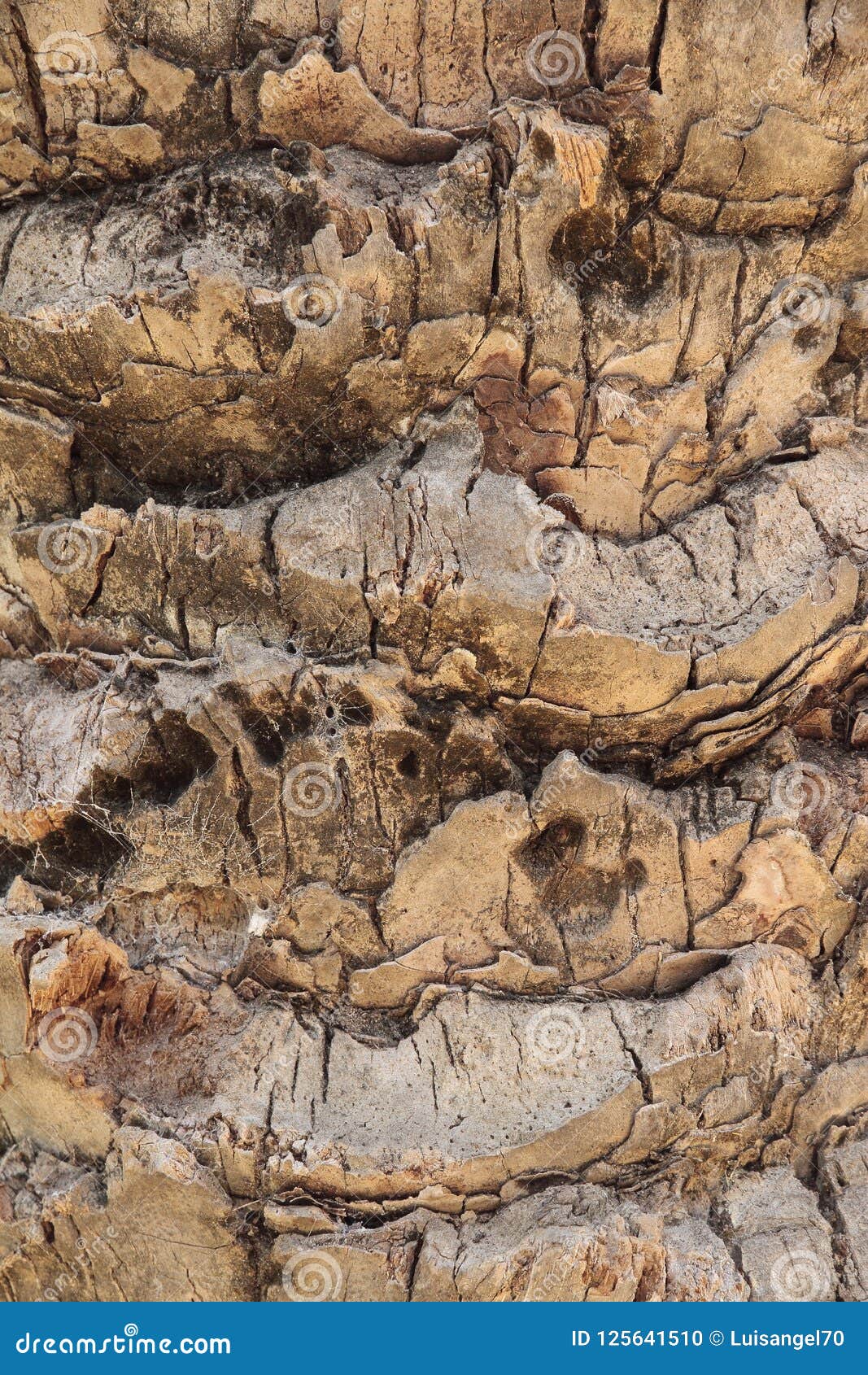 Detail on Foreground of the Cortex of a Palm Tree Stock Photo - Image ...