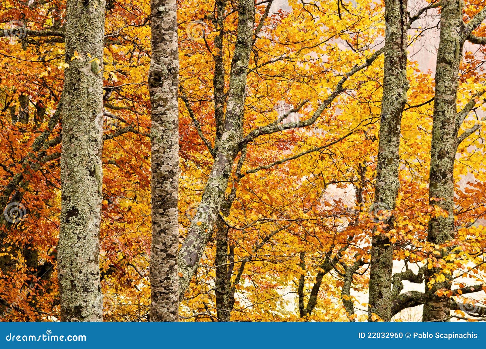 Detail of forest in autumn stock photo. Image of forest - 22032960