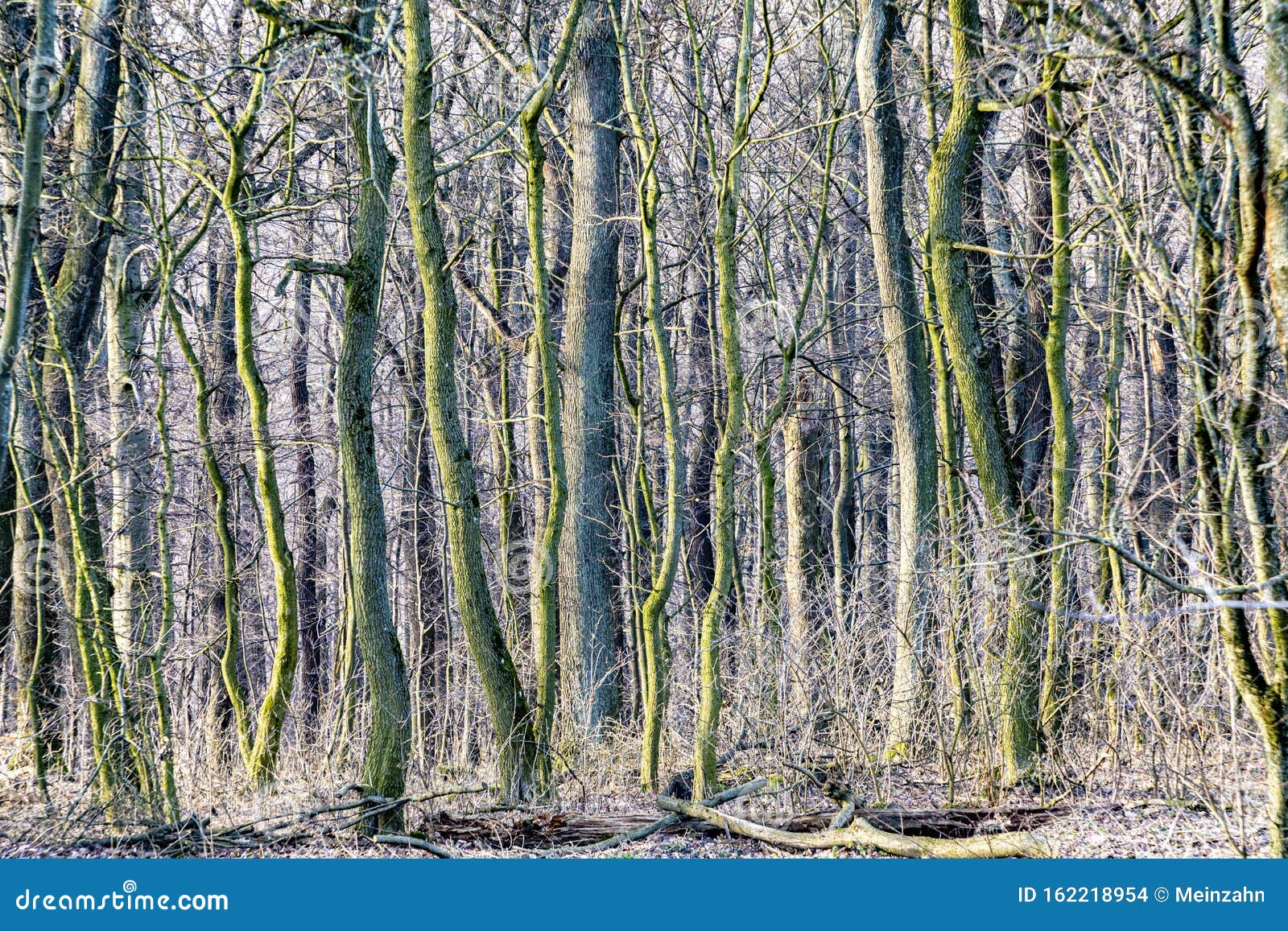 Forest Vienna Stock Photos - Download 2,128 Royalty Free Photos