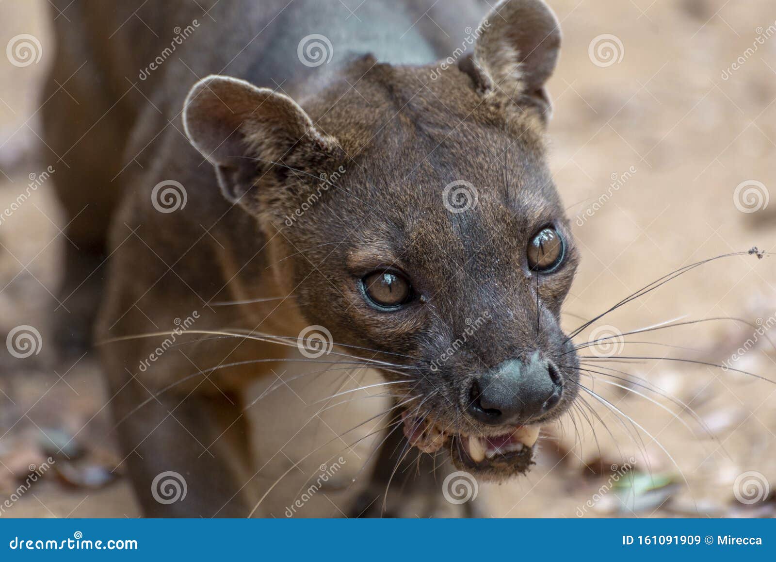The Detail of Fossa Cryptoprocta Ferox. Unique Endemic Species Stock ... The Detail of Fossa Cryptoprocta Ferox. Unique Endemic Species Stock ...