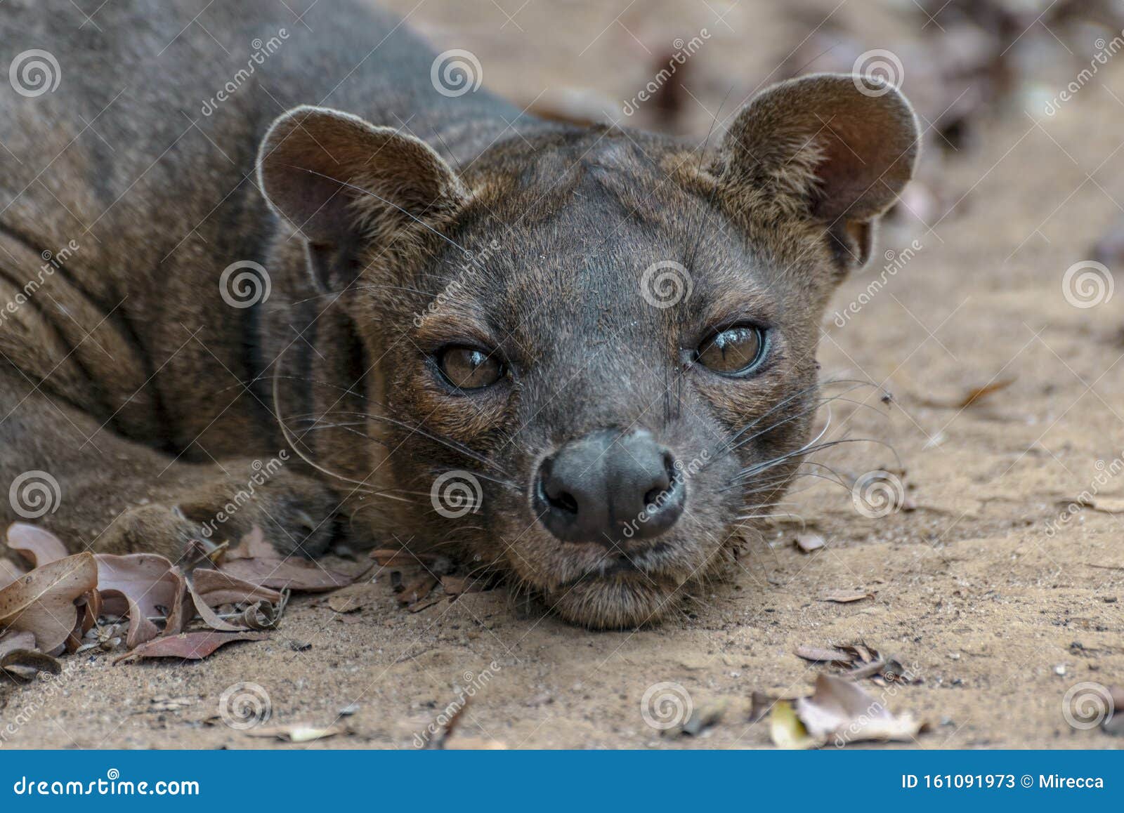 The Detail of Fossa Cryptoprocta Ferox. Unique Endemic Species Stock ... The Detail of Fossa Cryptoprocta Ferox. Unique Endemic Species Stock ...