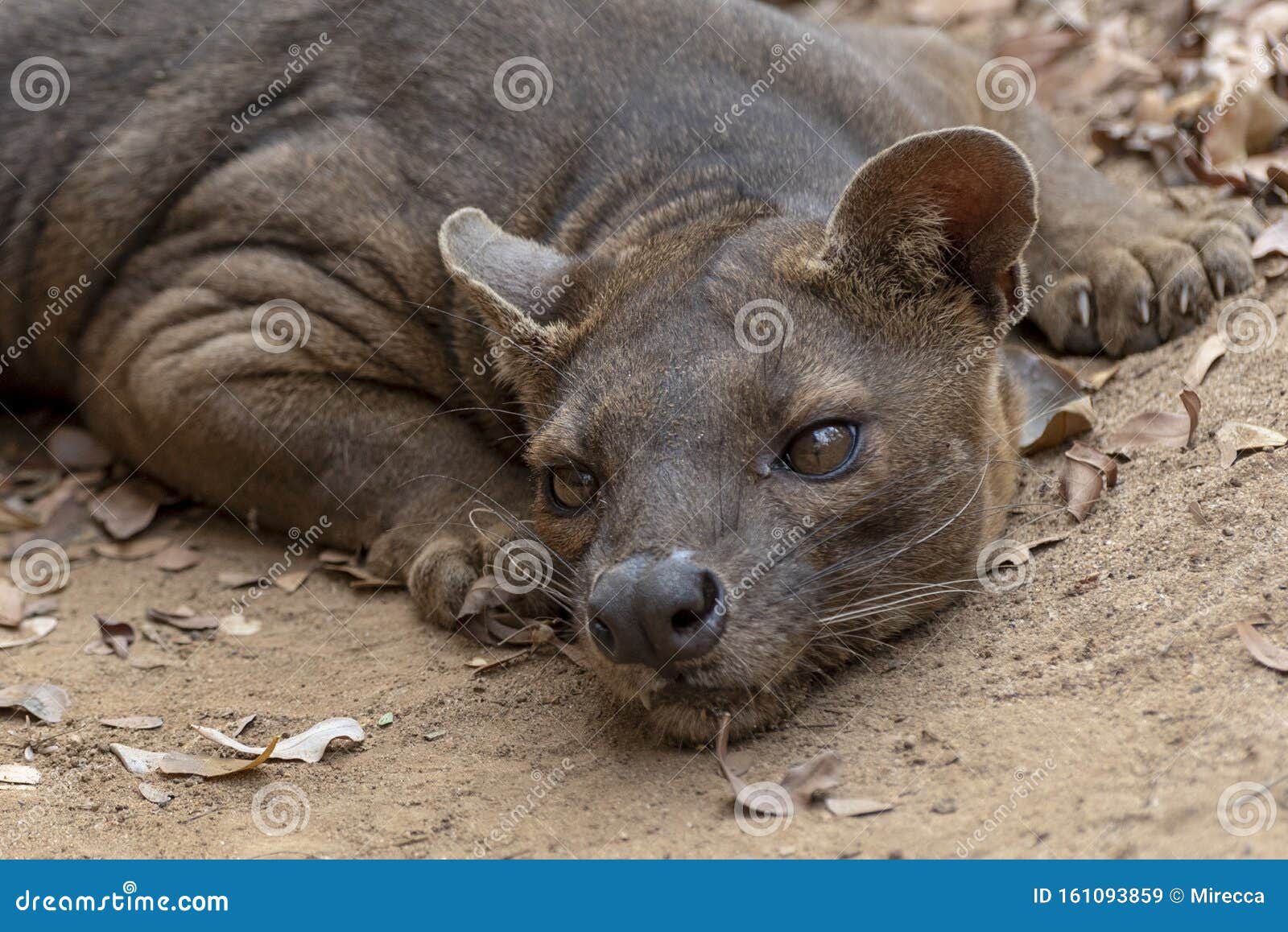 The Detail of Fossa Cryptoprocta Ferox. Unique Endemic Species Stock ... The Detail of Fossa Cryptoprocta Ferox. Unique Endemic Species Stock ...