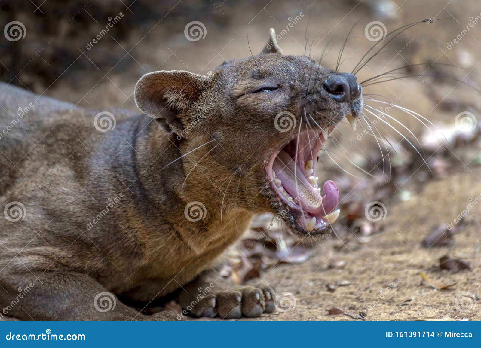 The Detail of Fossa Cryptoprocta Ferox. Unique Endemic Species Stock ... The Detail of Fossa Cryptoprocta Ferox. Unique Endemic Species Stock ...