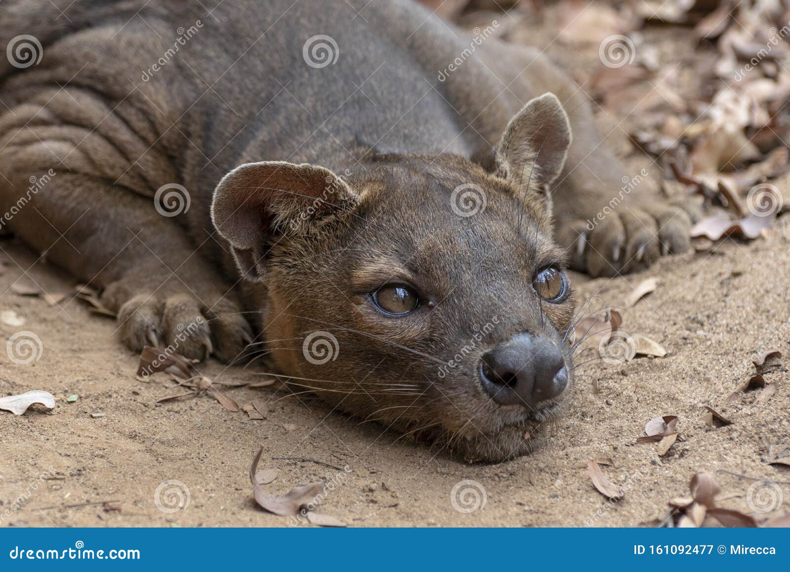 The Detail of Fossa Cryptoprocta Ferox. Unique Endemic Species Stock ... The Detail of Fossa Cryptoprocta Ferox. Unique Endemic Species Stock ...