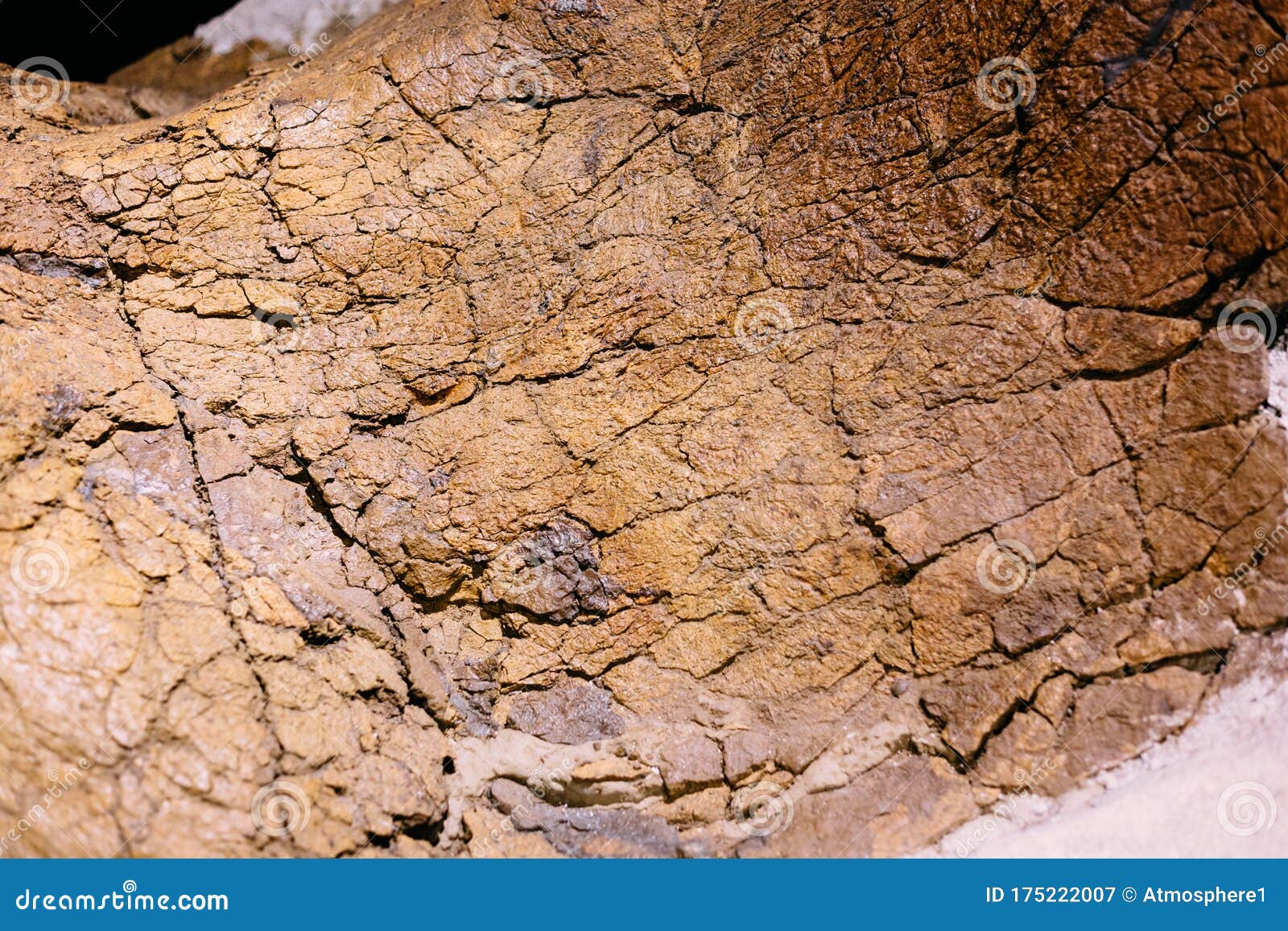 Detail of a Fossil Bone Mammoth Stock Image - Image of mammoth, animal ...