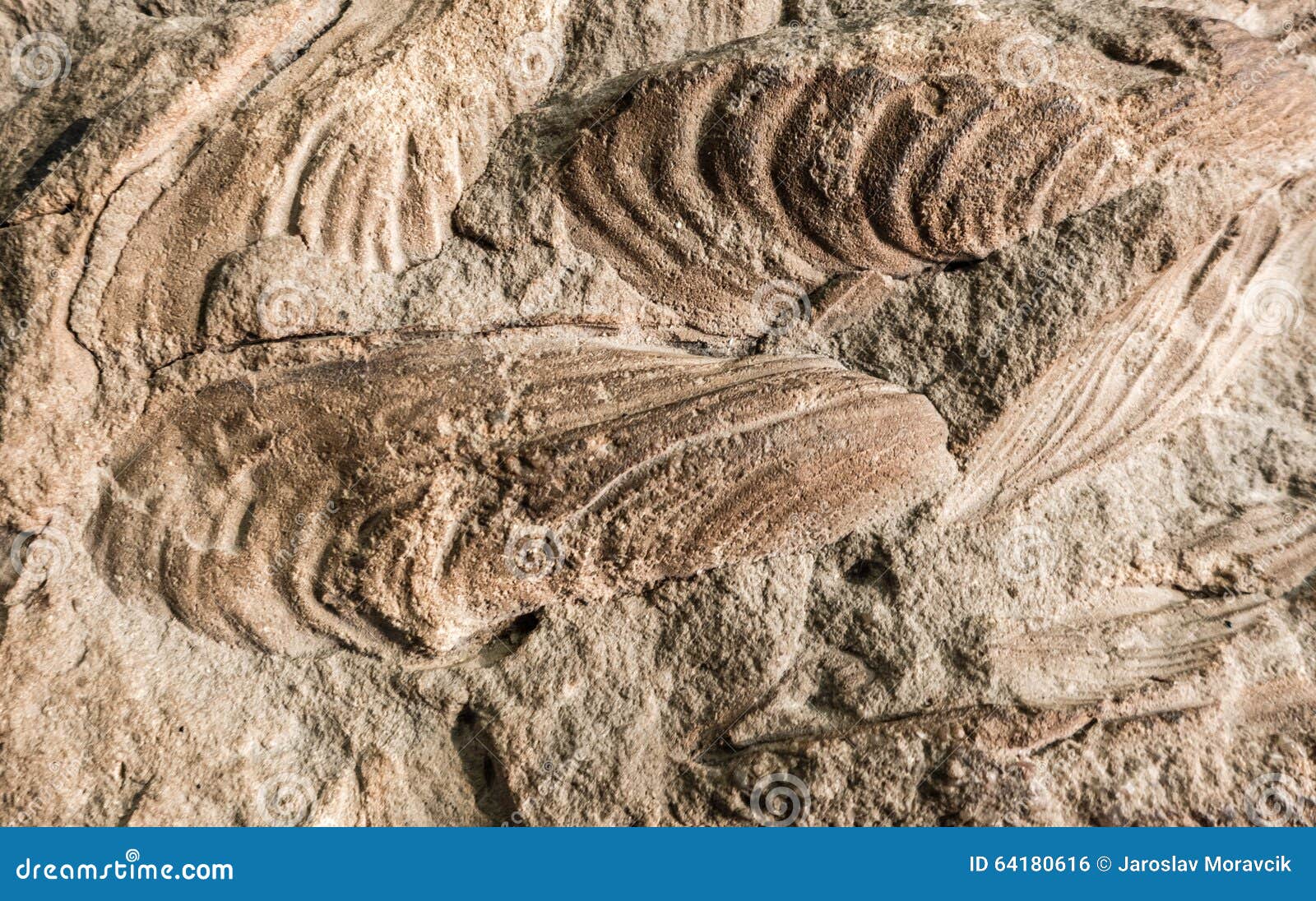Detail of fossils stock photo. Image of prehistoric, shell - 64180616