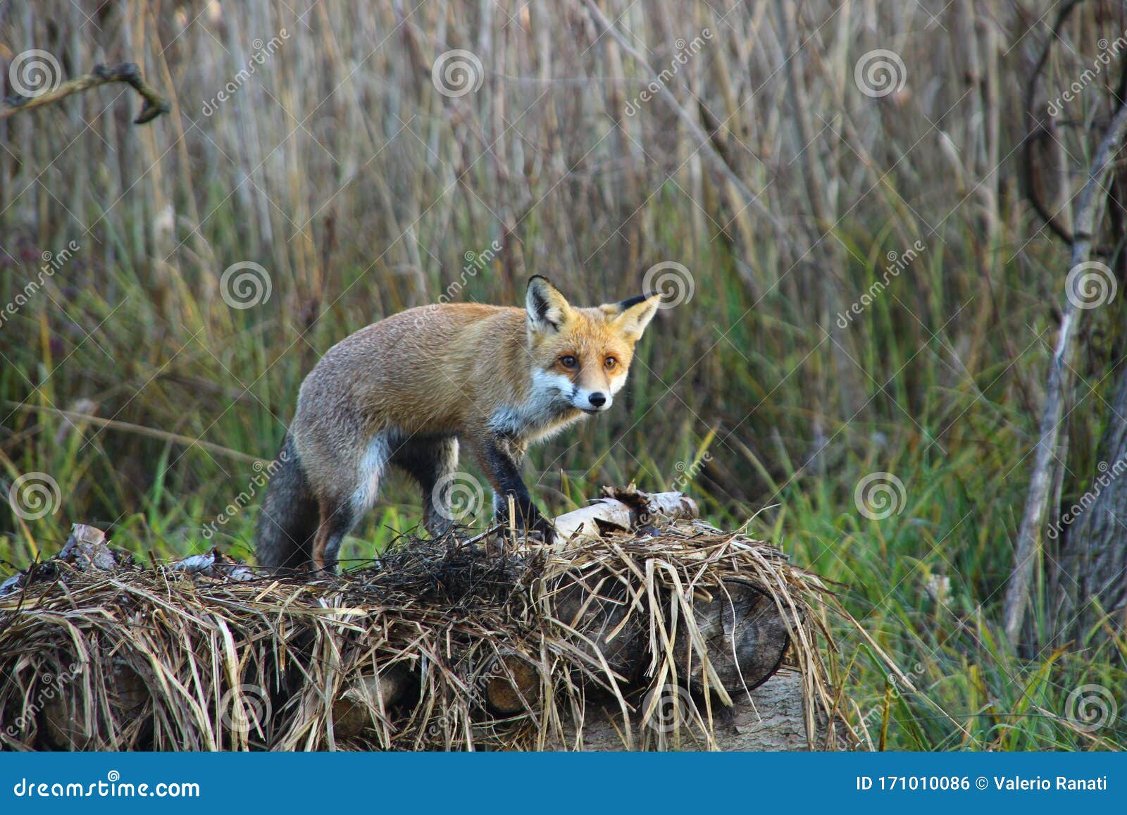 Fox in Hungarian forest. stock photo. Image of europe - 171010086