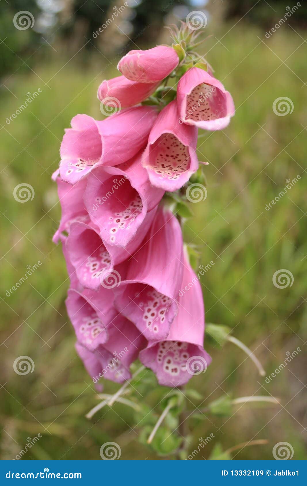 Detail of foxglove stock image. Image of flora, detail - 13332109