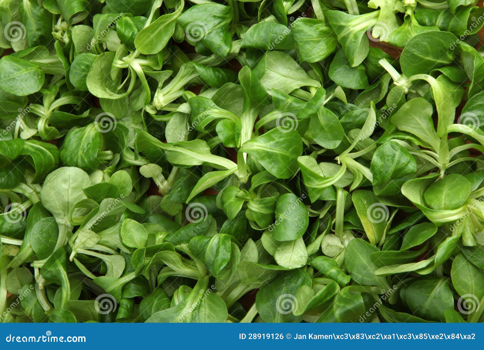 2,375 Green Mache Stock Photos - Free & Royalty-Free Stock Photos from ...