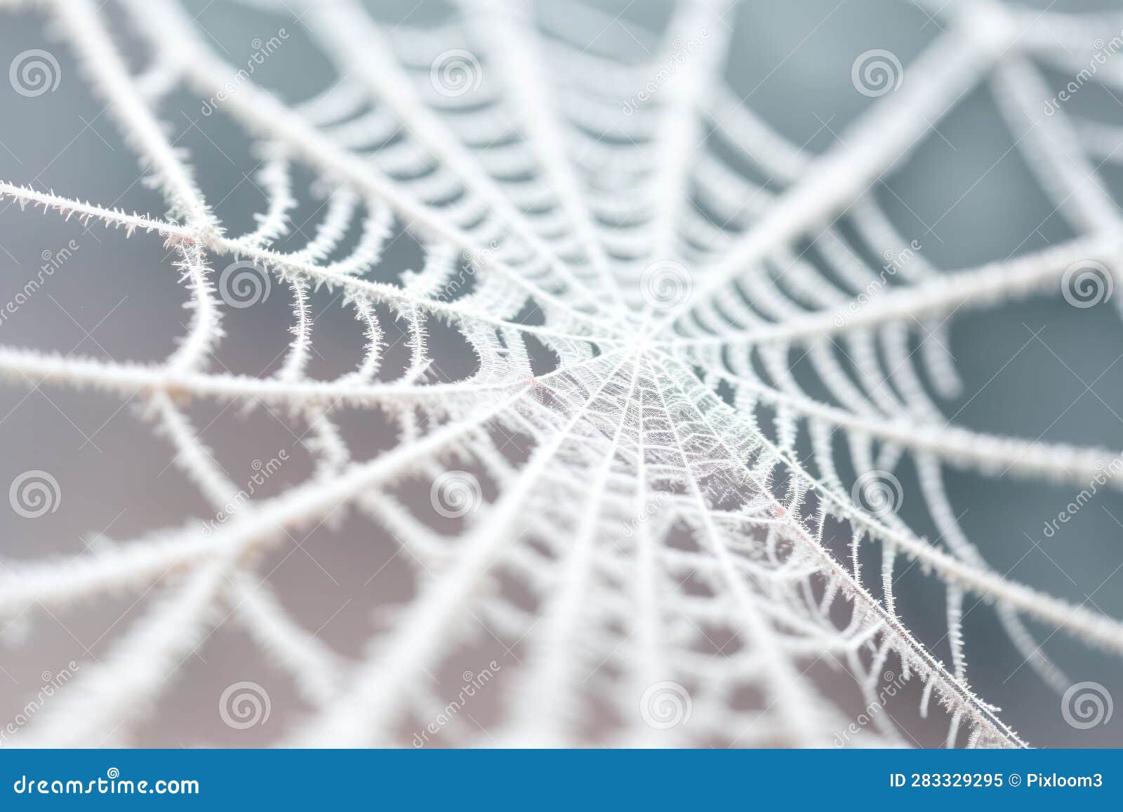 The Detail of a Frost Covered Spider S Web Stock Illustration ...
