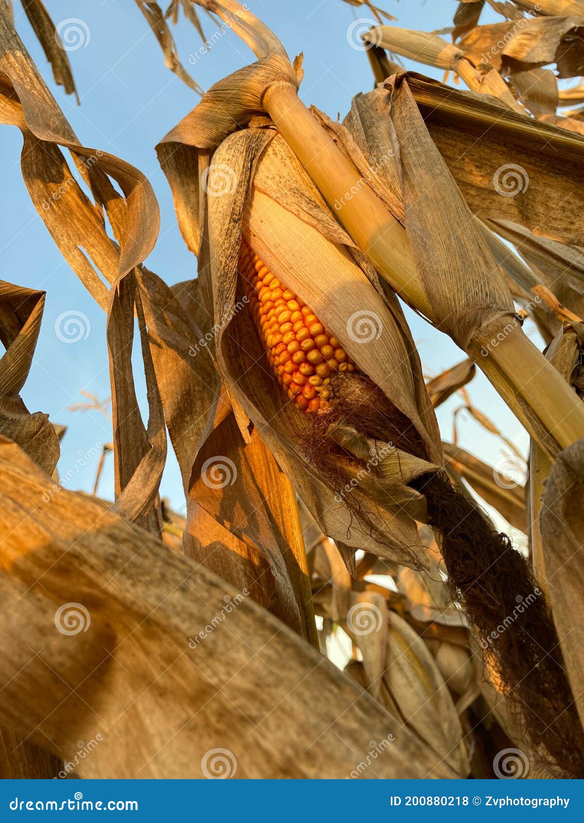 Detail of fully ripe corn stock photo. Image of food - 200880218