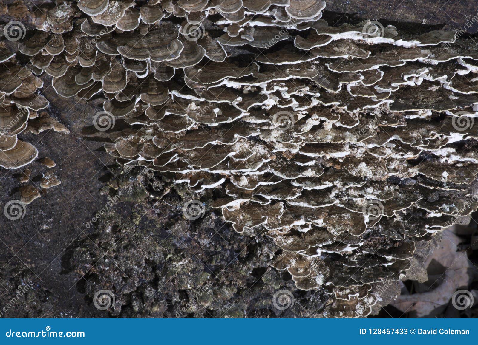 Tree fungus detail stock image. Image of outdoors, fungus - 128467433