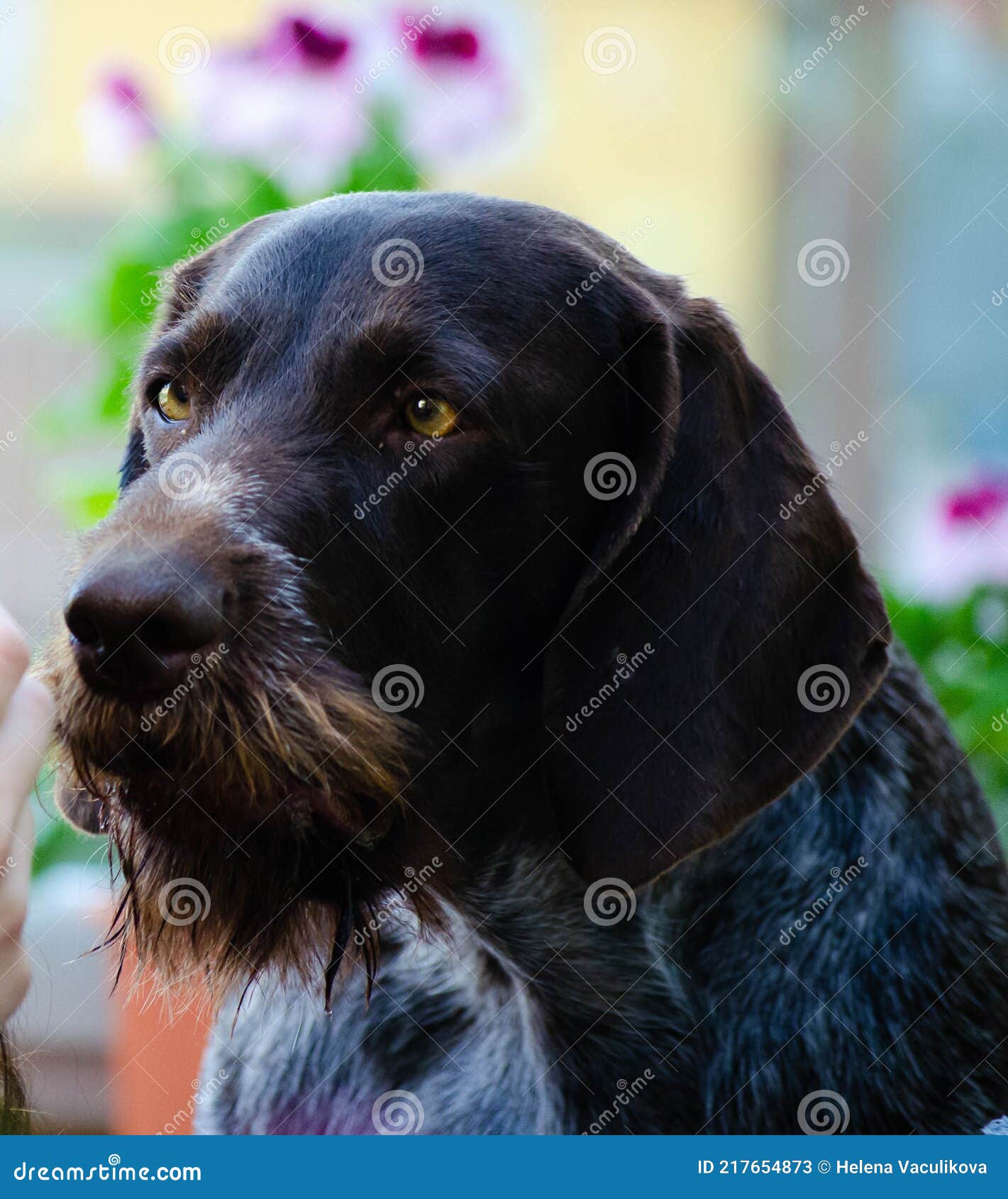 Detail of German pointer stock image. Image of crossing - 217654873
