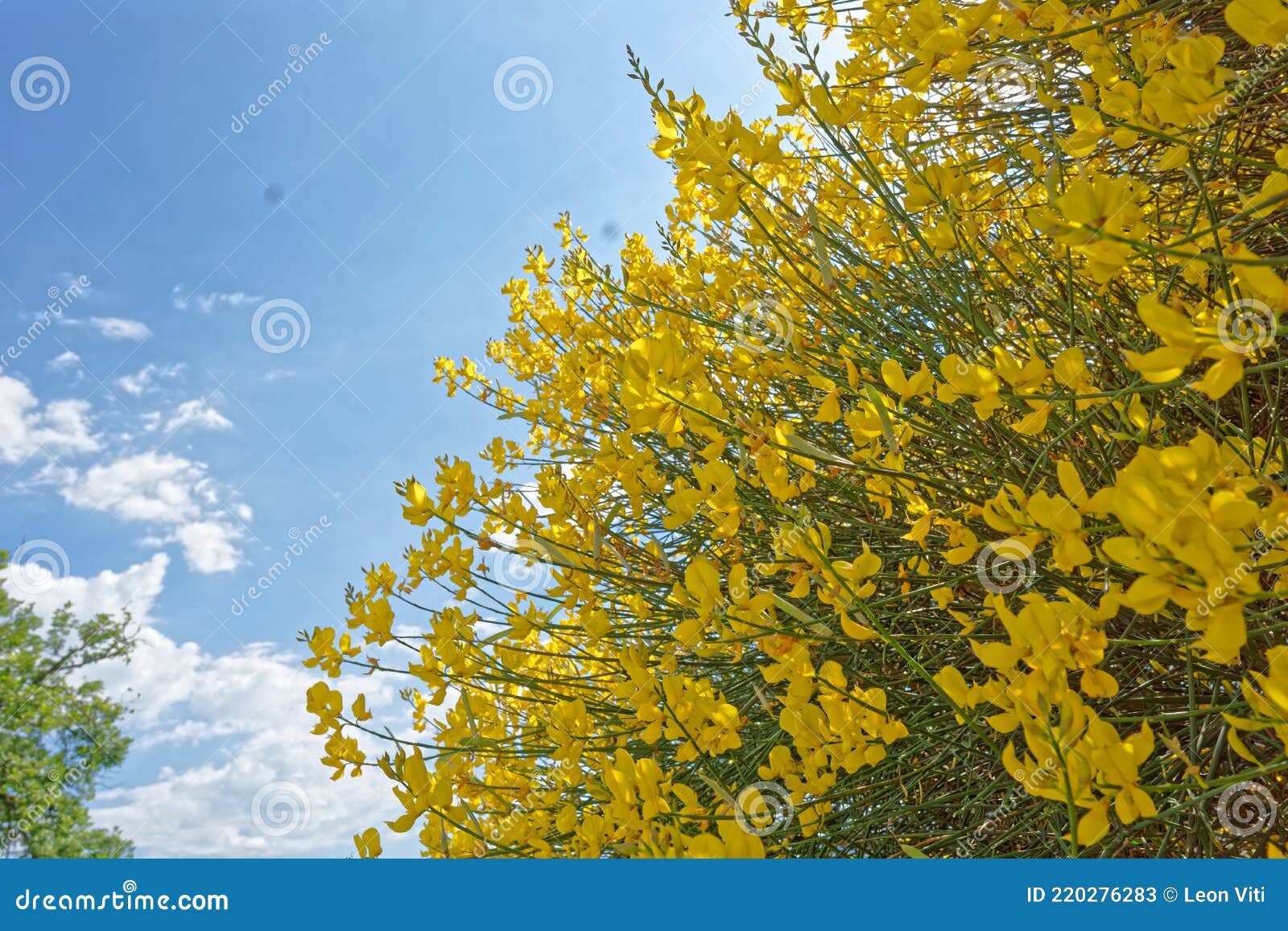 Detail of a Ginestra Flower in a Meadow Stock Image - Image of fresh ...