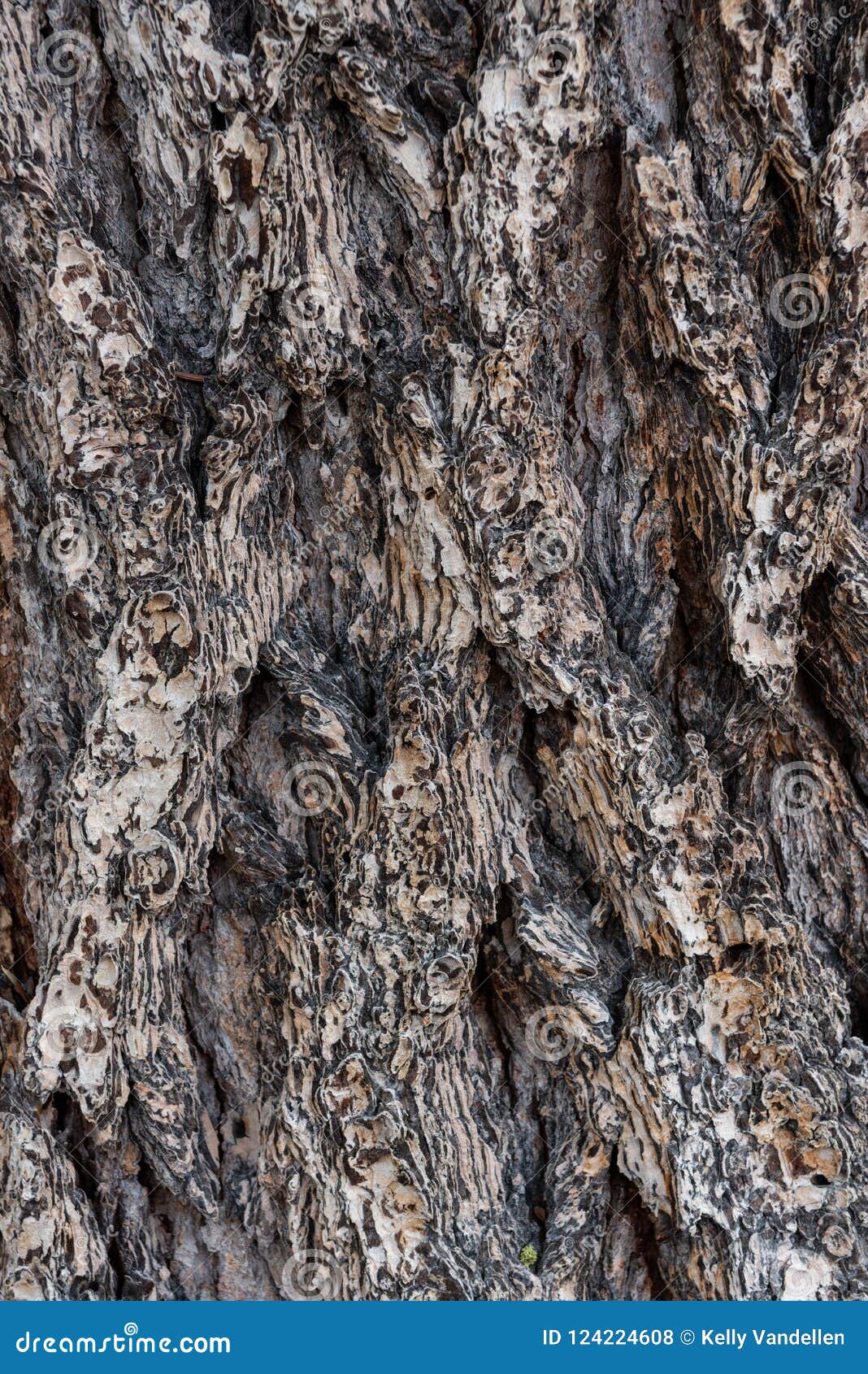 Detail of Gnarly Tree Bark stock photo. Image of scratchy - 124224608