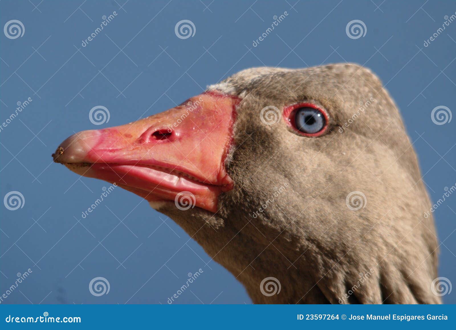 Detail of a goose head 2 stock photo. Image of countryside - 23597264