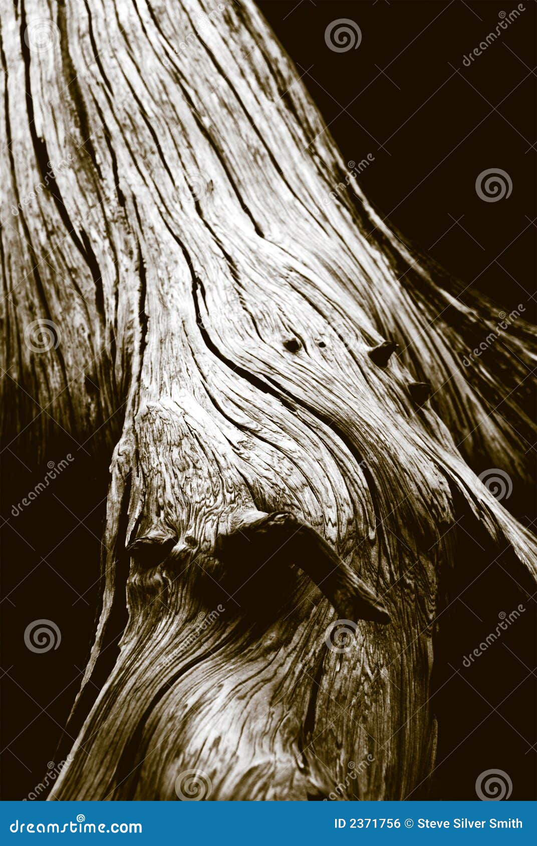 Detail of grainy tree stock photo. Image of tree, brown - 2371756