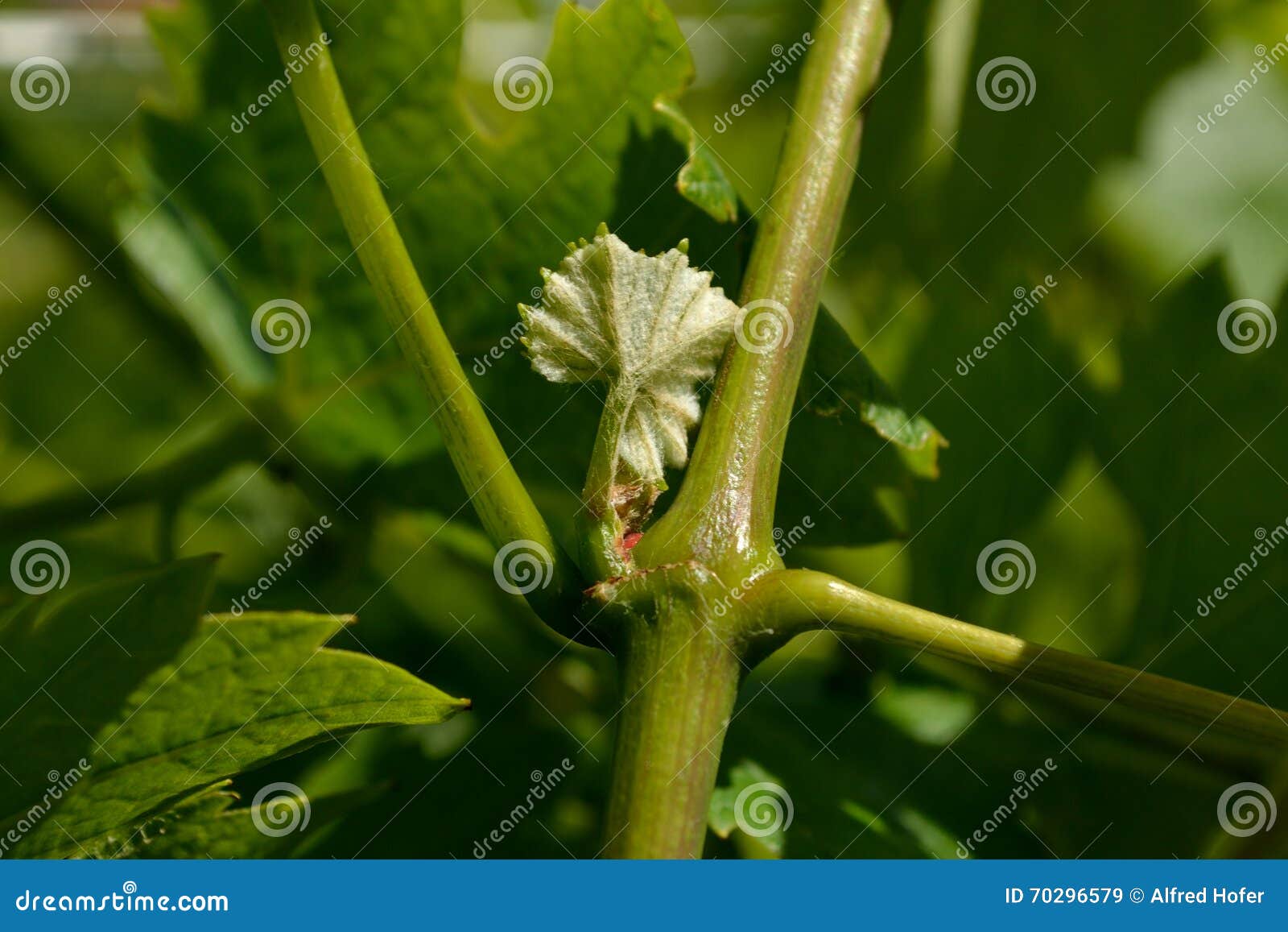 Detail of grape vines stock image. Image of pullulate - 70296579