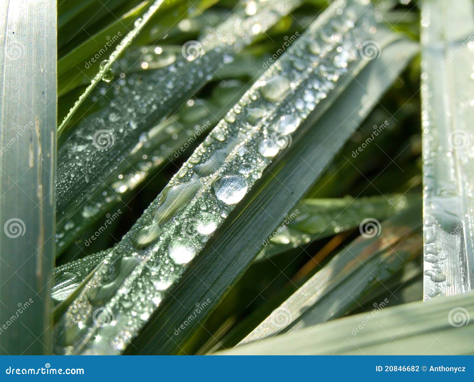 Detail of grass stock photo. Image of drop, drip, grassy - 20846682