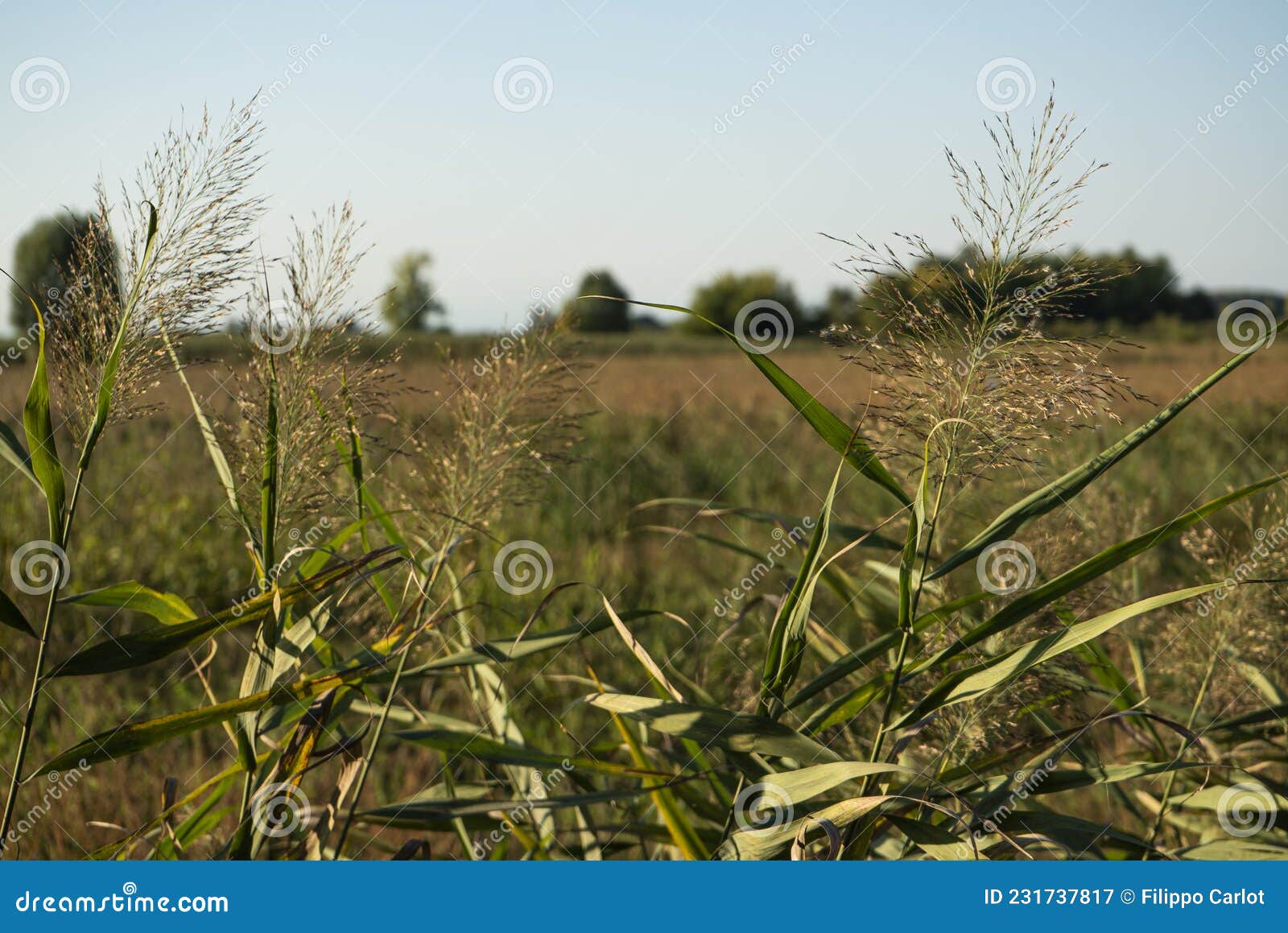 Detail of Grass Ditch at Sunset Stock Image - Image of lights, country ...