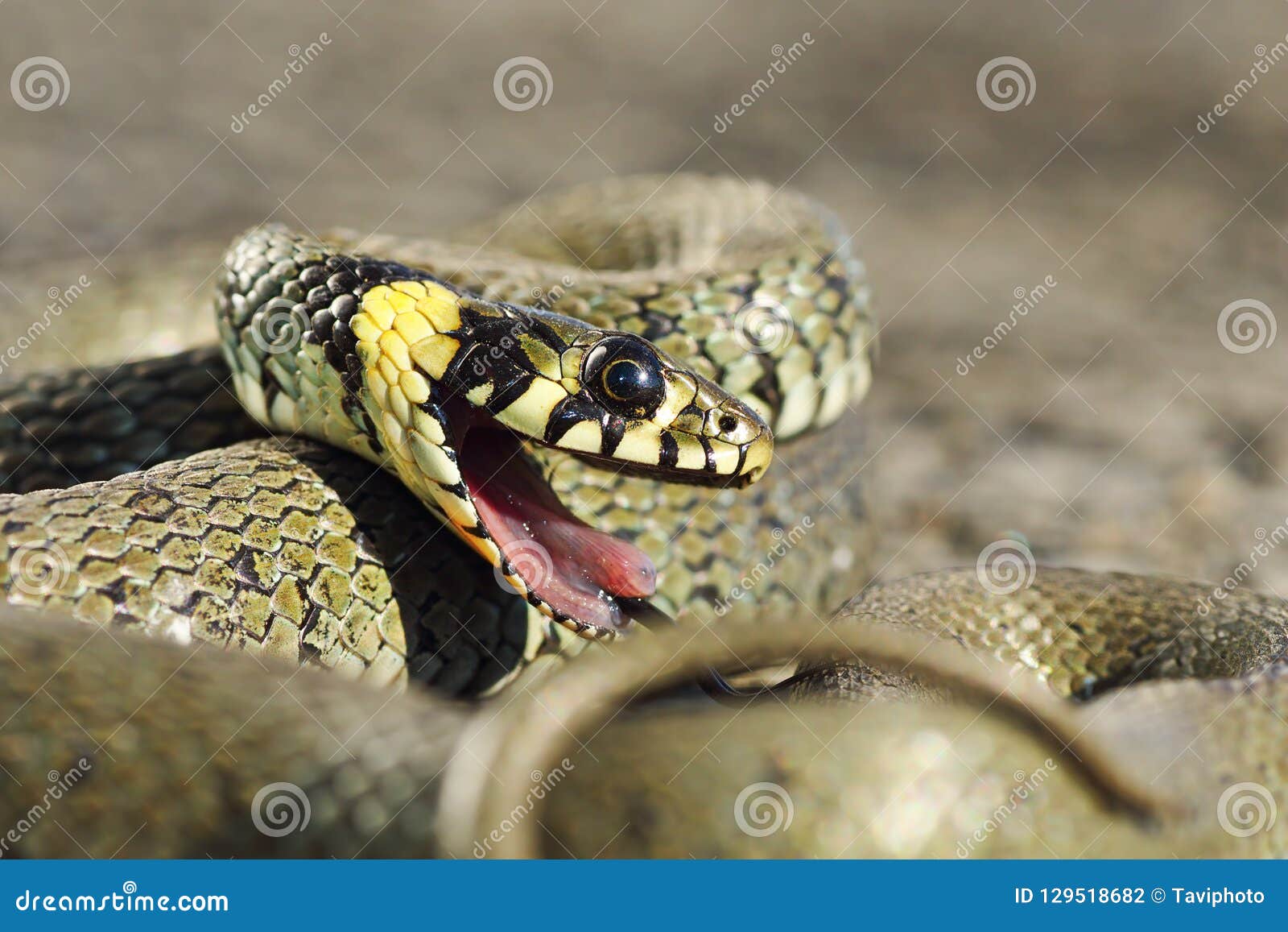 Grass Snake Bite