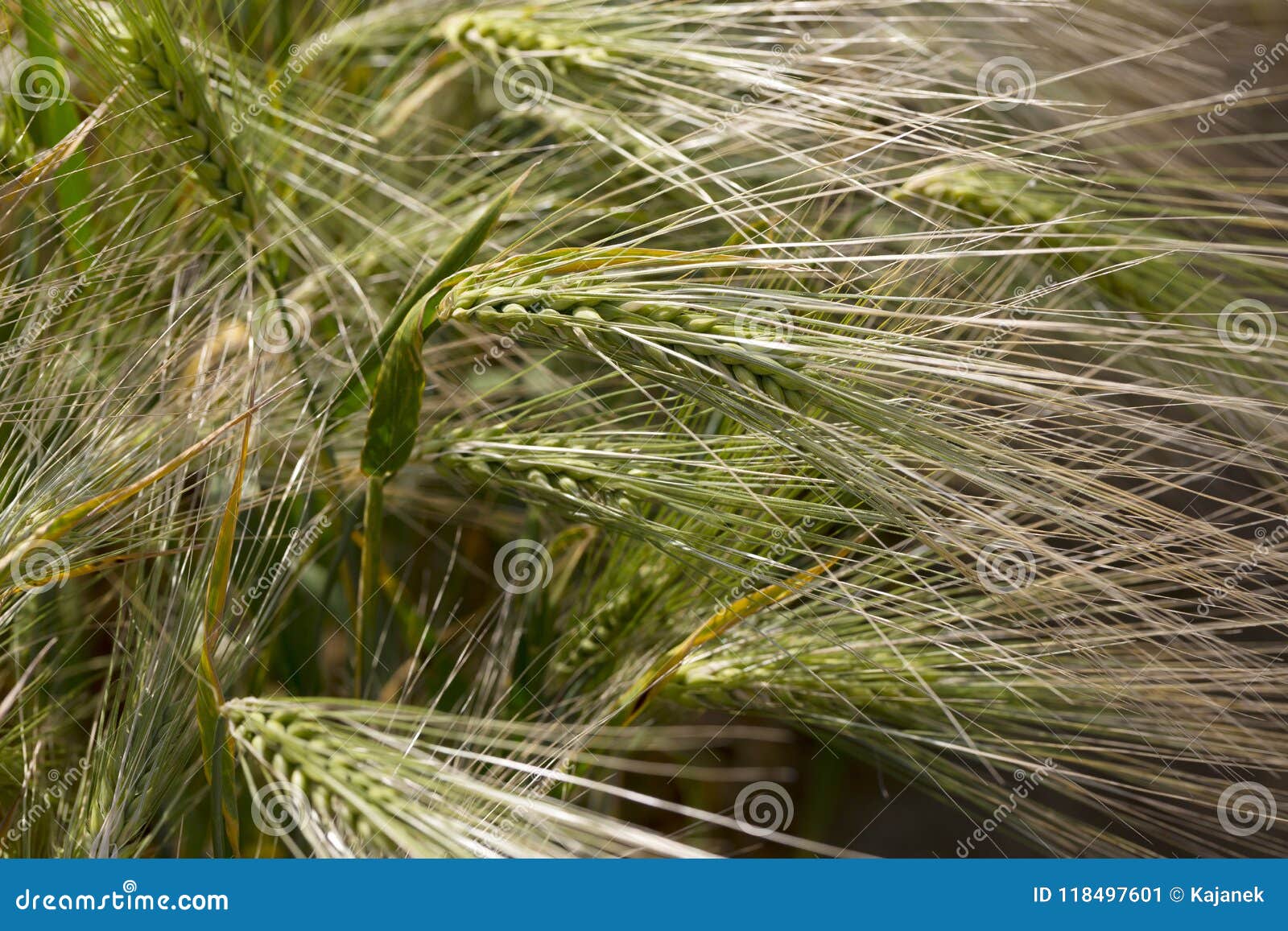 Detail of Green Barley Spikes Stock Image - Image of agriculture ...