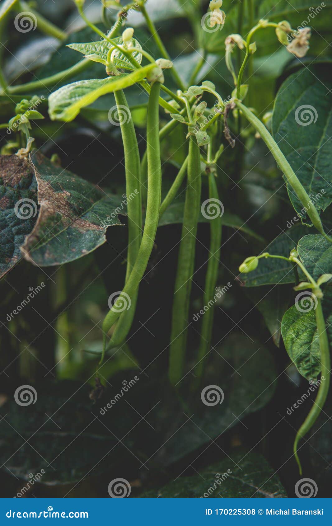 Green bean in the field stock photo. Image of agriculture - 170225308