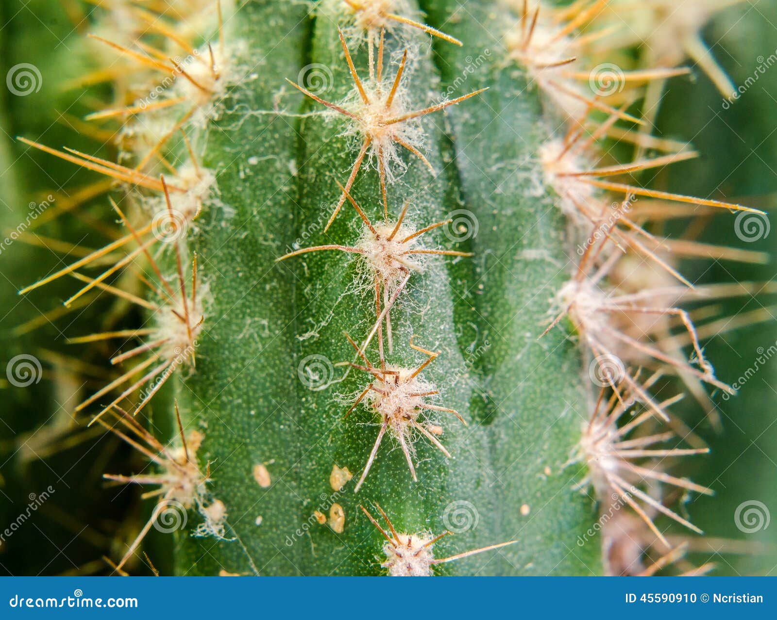 Detail of a Green Cactus Spikes Close Up Stock Photo - Image of space ...