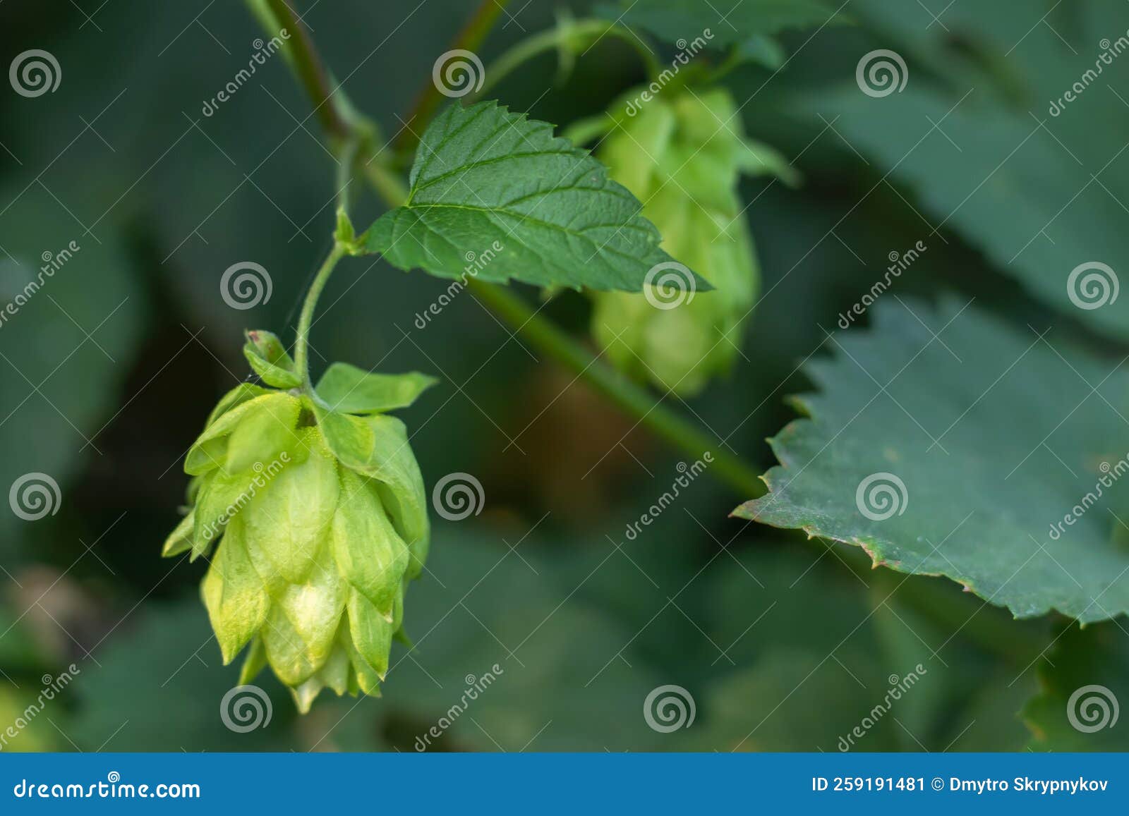 Detail of Green Fresh Hops for Making Beer in the Field Stock Image ...