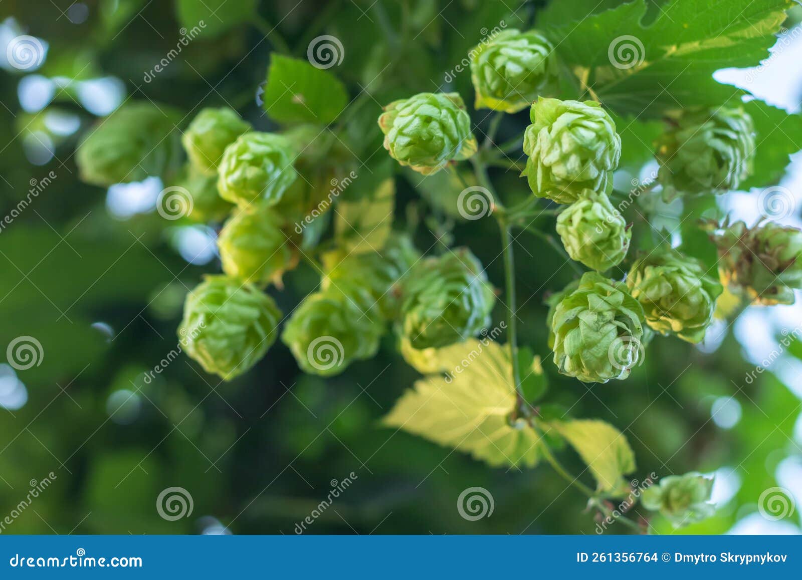 Detail of Green Fresh Hops for Making Beer in the Field Stock Photo ...