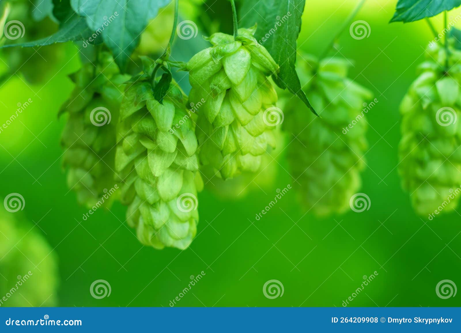 Detail of Green Fresh Hops for Making Beer in the Field Stock Photo ...