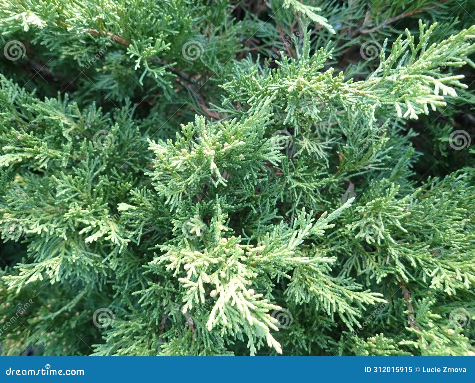 Detail of a Green Juniper Tree Branch Stock Image - Image of natural ...