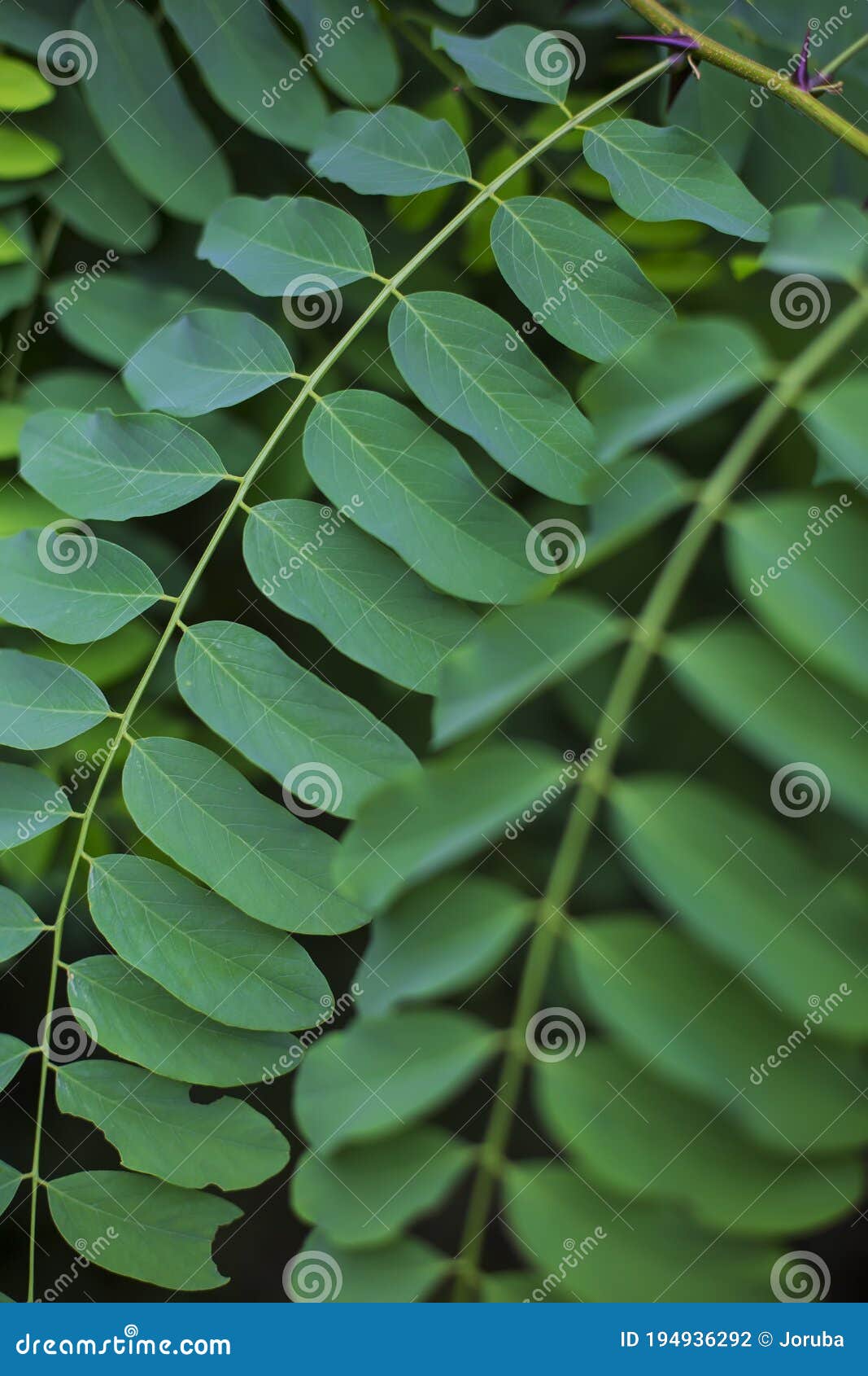 Detail of Green Leaves on Stem in Nature Stock Photo - Image of ...
