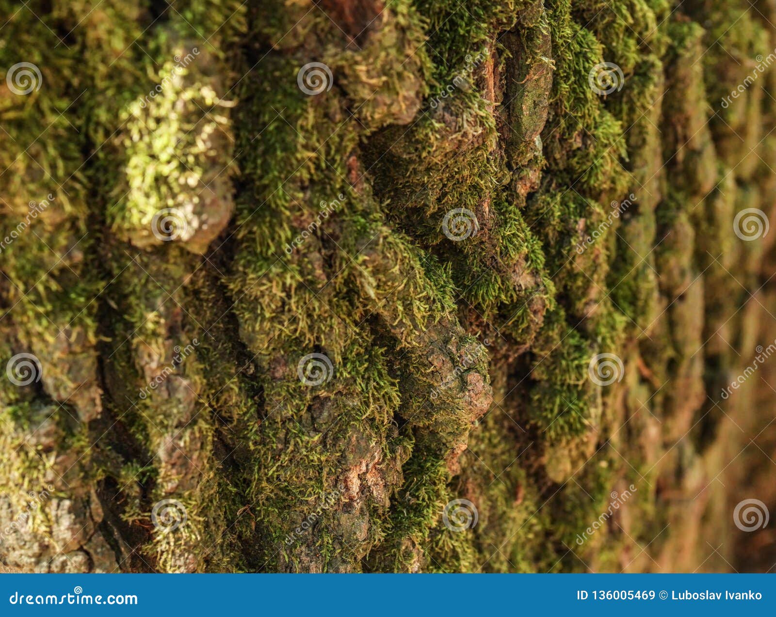 Detail of Green Moss Growing on Old Tree Bark Stock Image - Image of ...